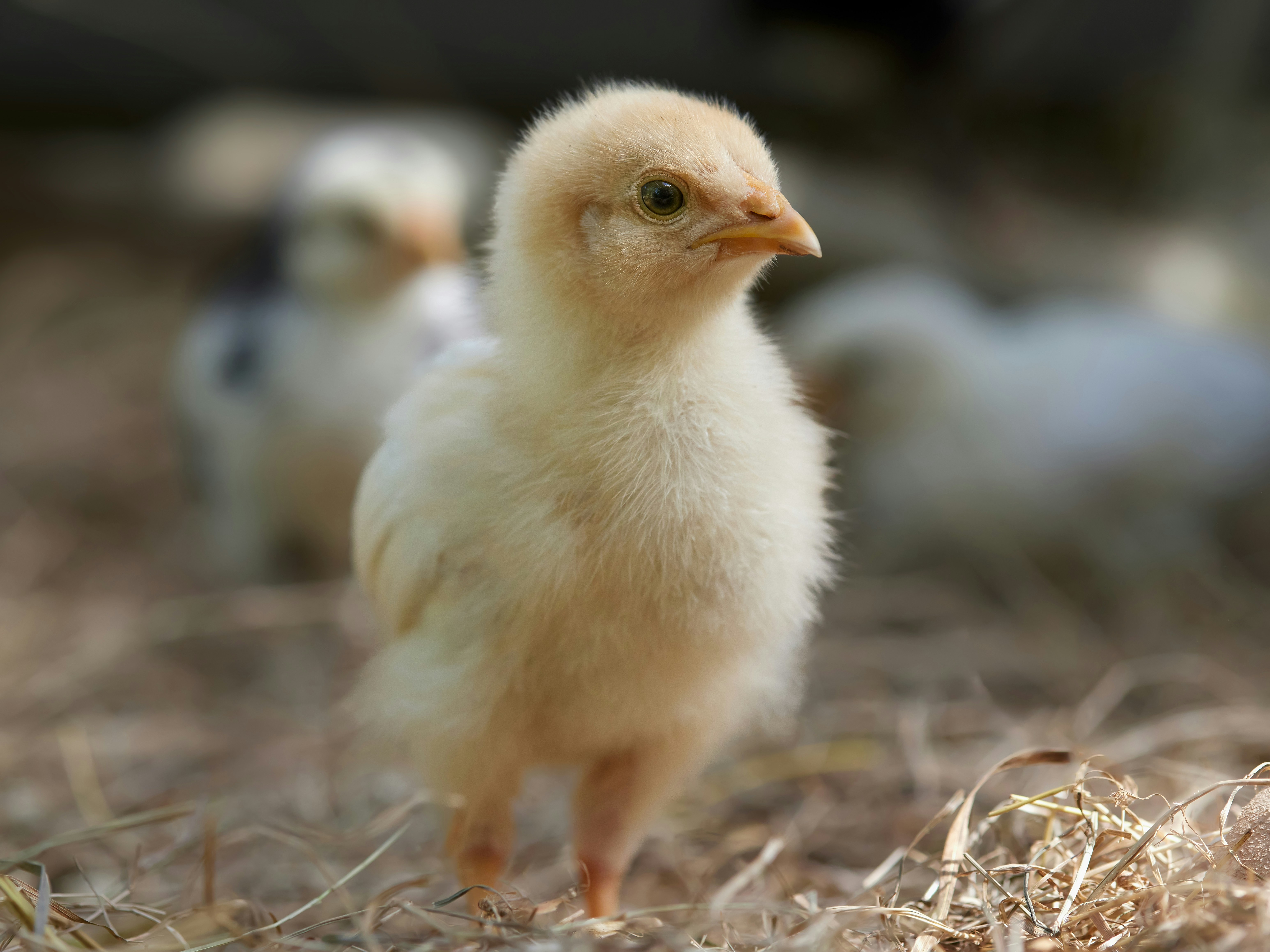 A curious, fluffy yellow chick stands among straw, with other blurred chicks in the background. A heartwarming depiction of new life and farm animals.