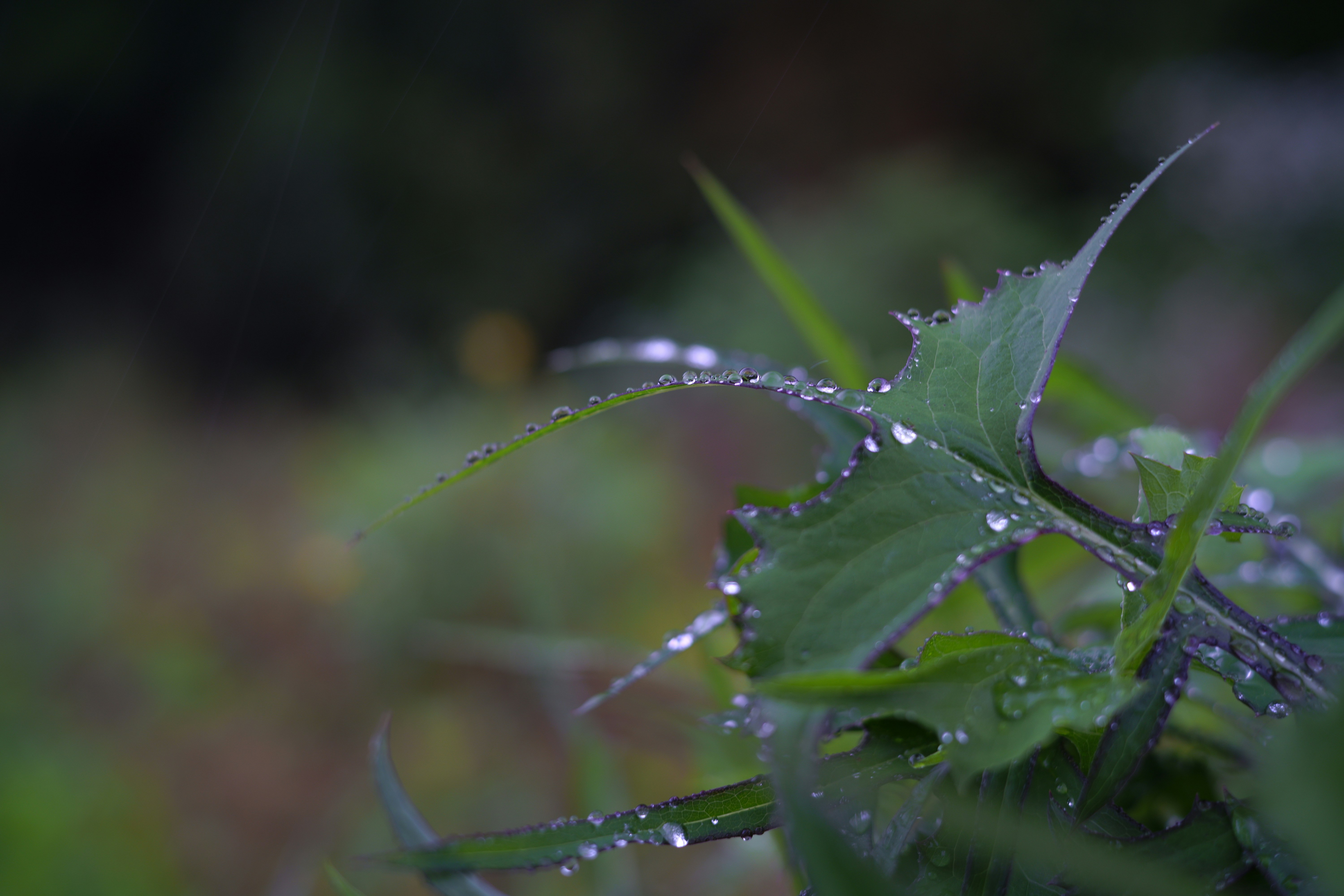 Dew-kissed Spine: A Close-Up of Thistle in Soft Morning Blur