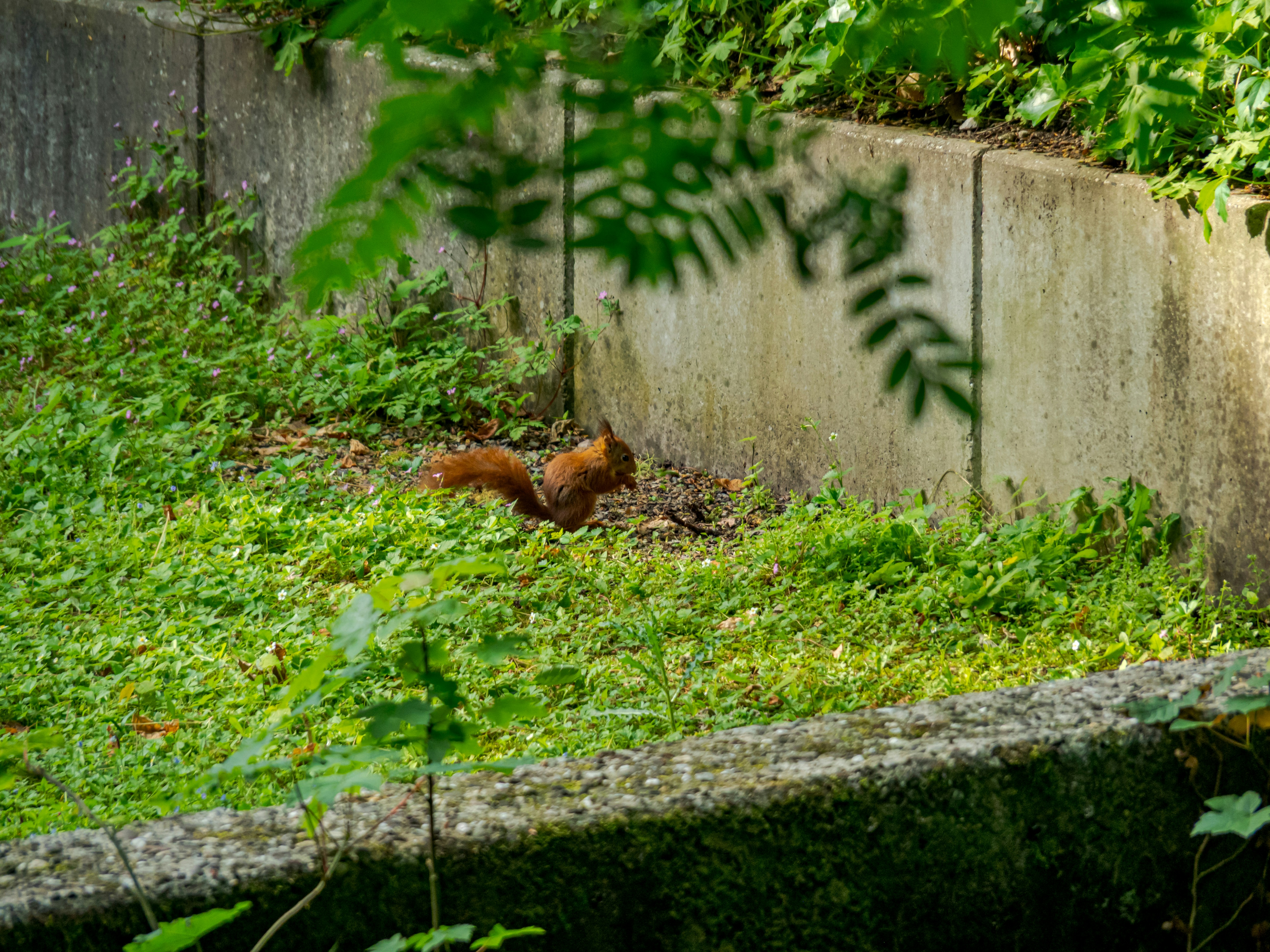Hidden Nest: A squirrel resting by a concrete barrier