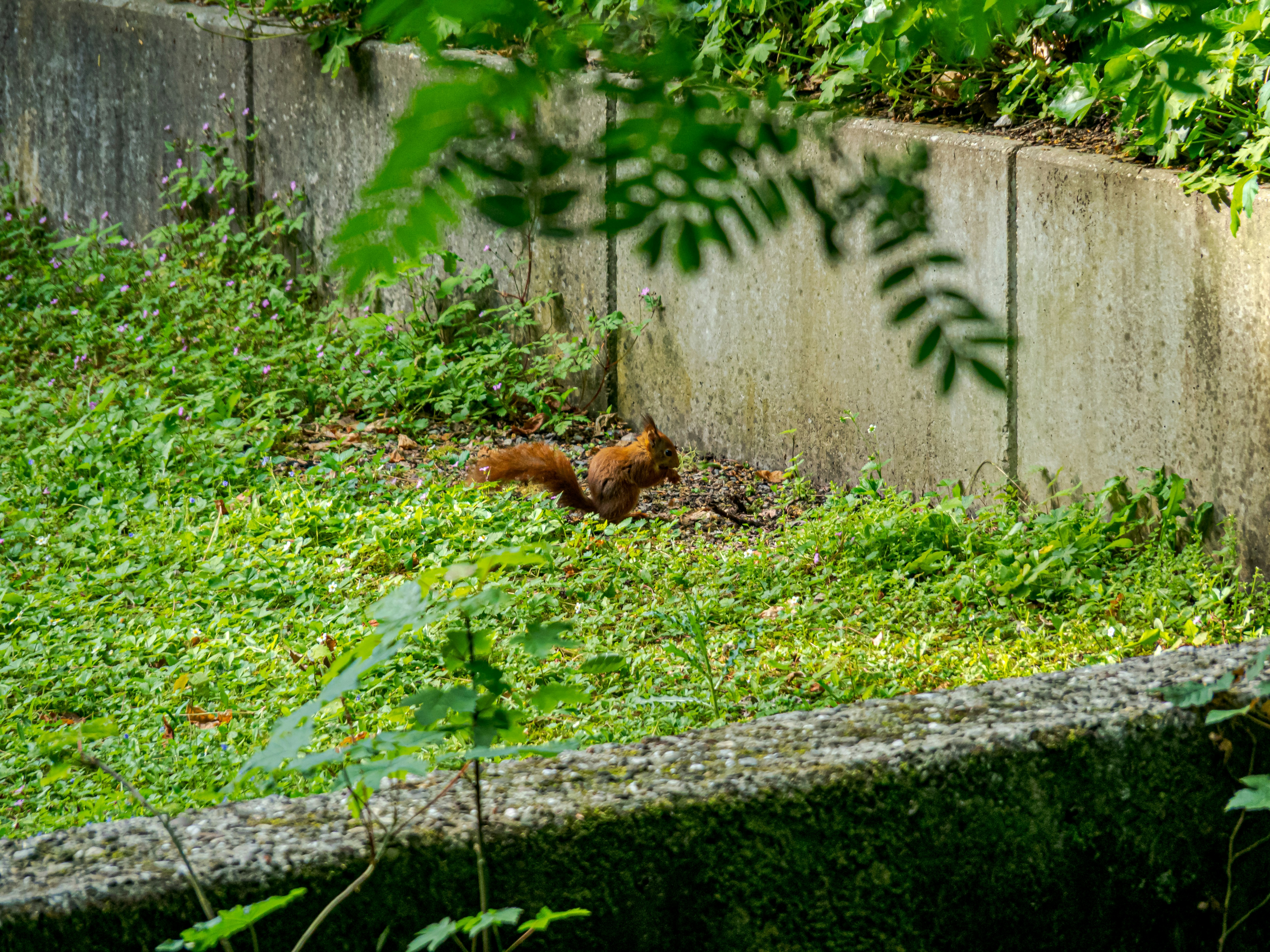 Squirrel Pause by a Concrete Garden Wall