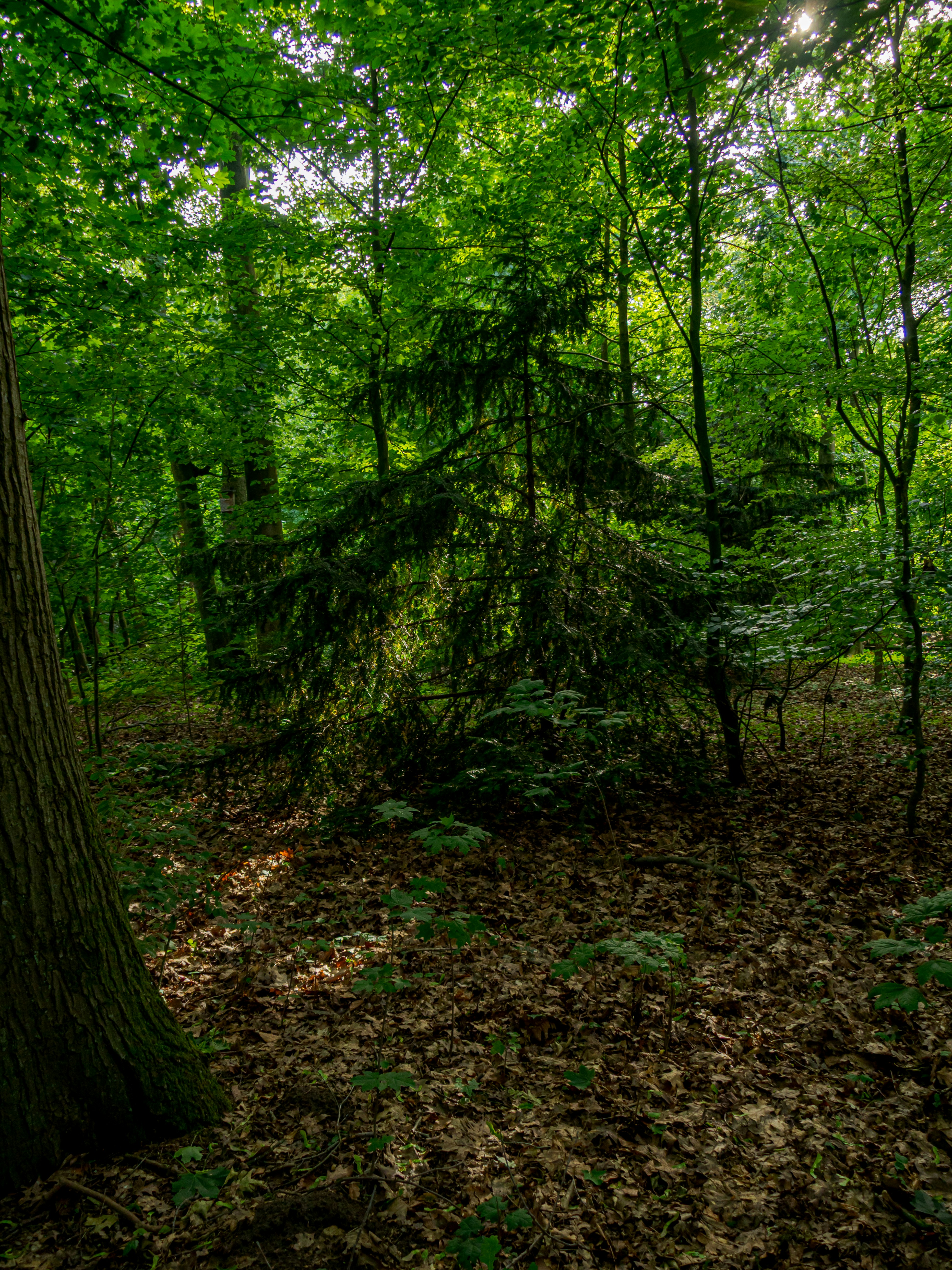 Sunlit Canopy: A Quiet Forest Floor