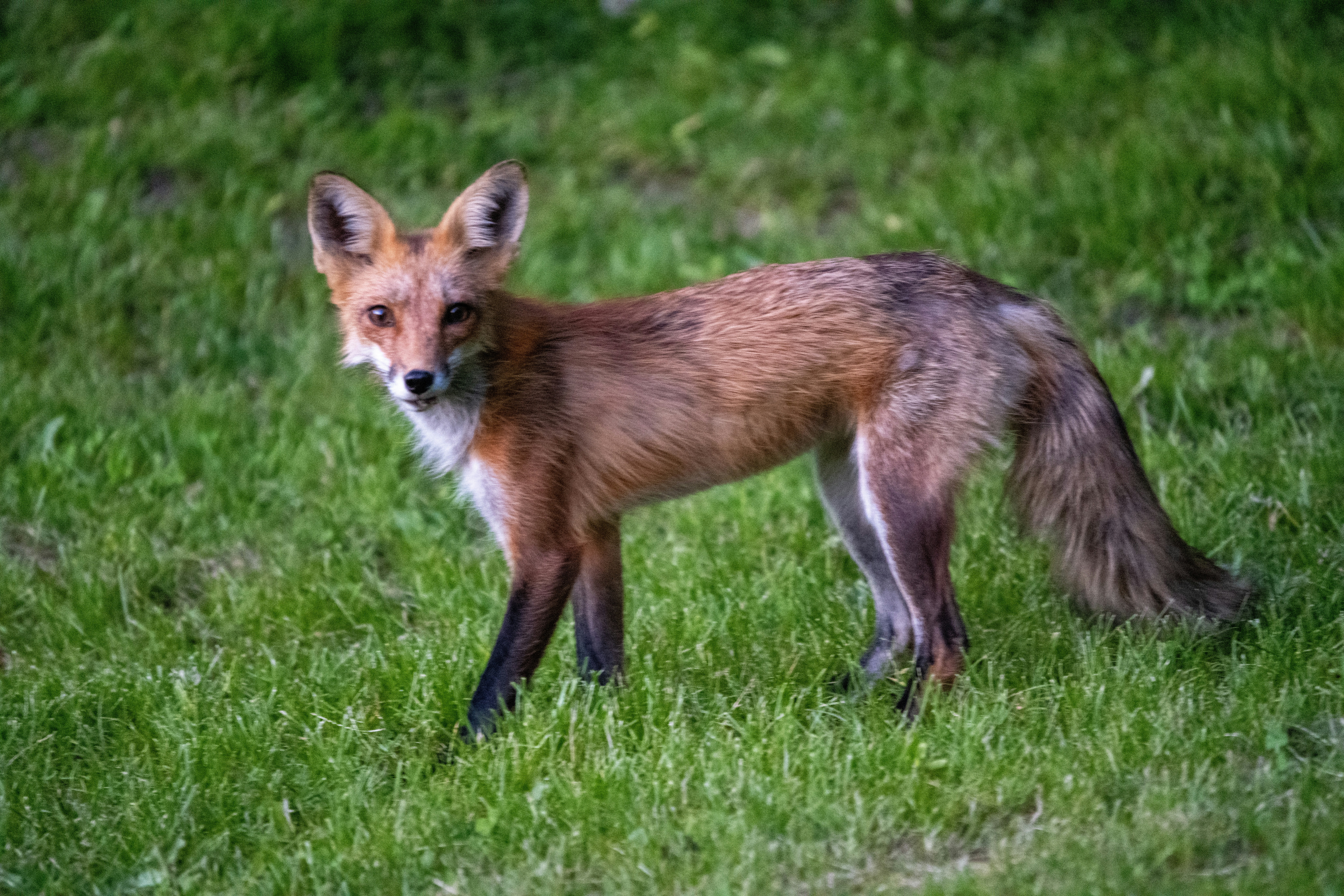 Amber Fox on the Glistening Green