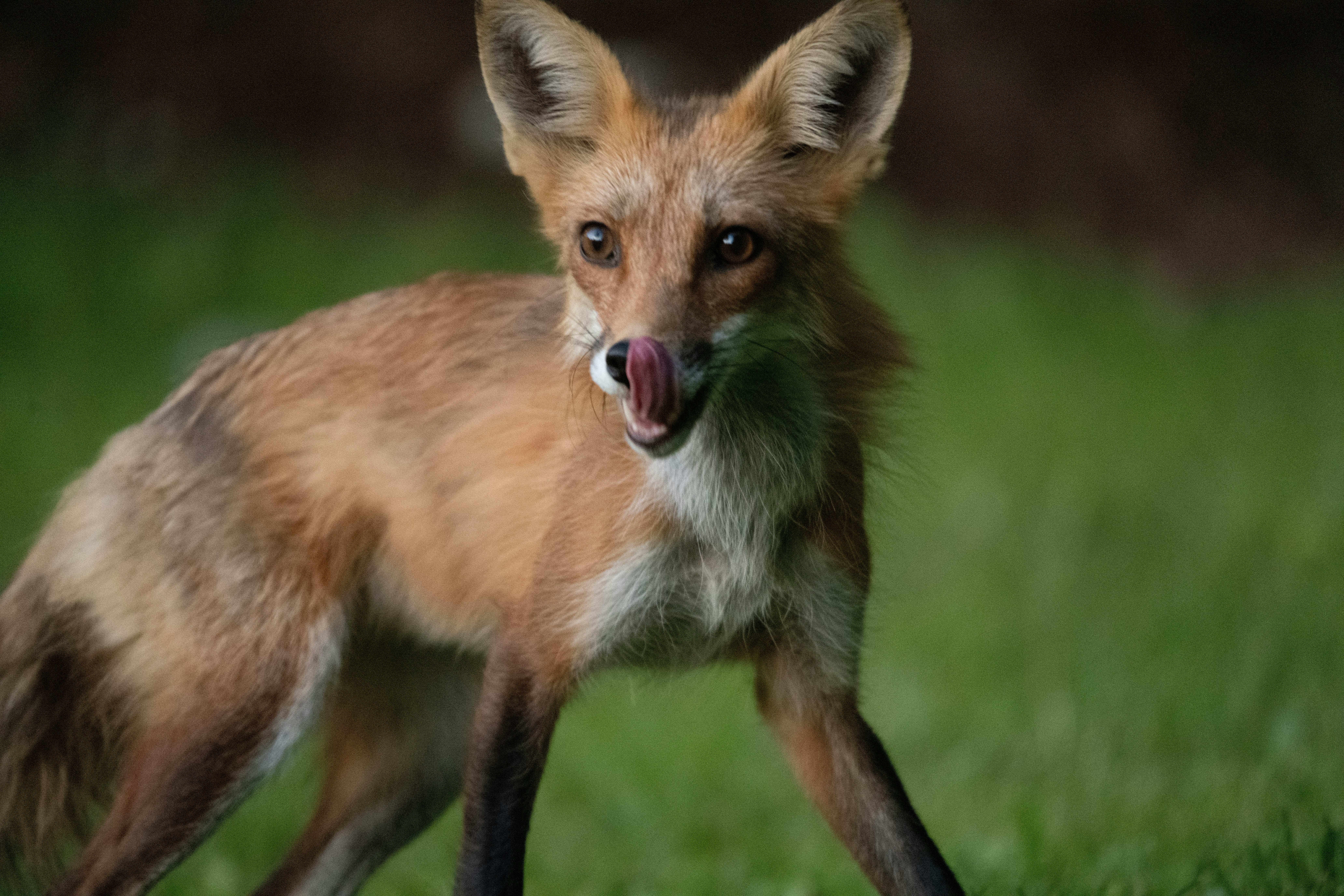 Lithe Fox in Midstride: A Moment of Curious Gaze