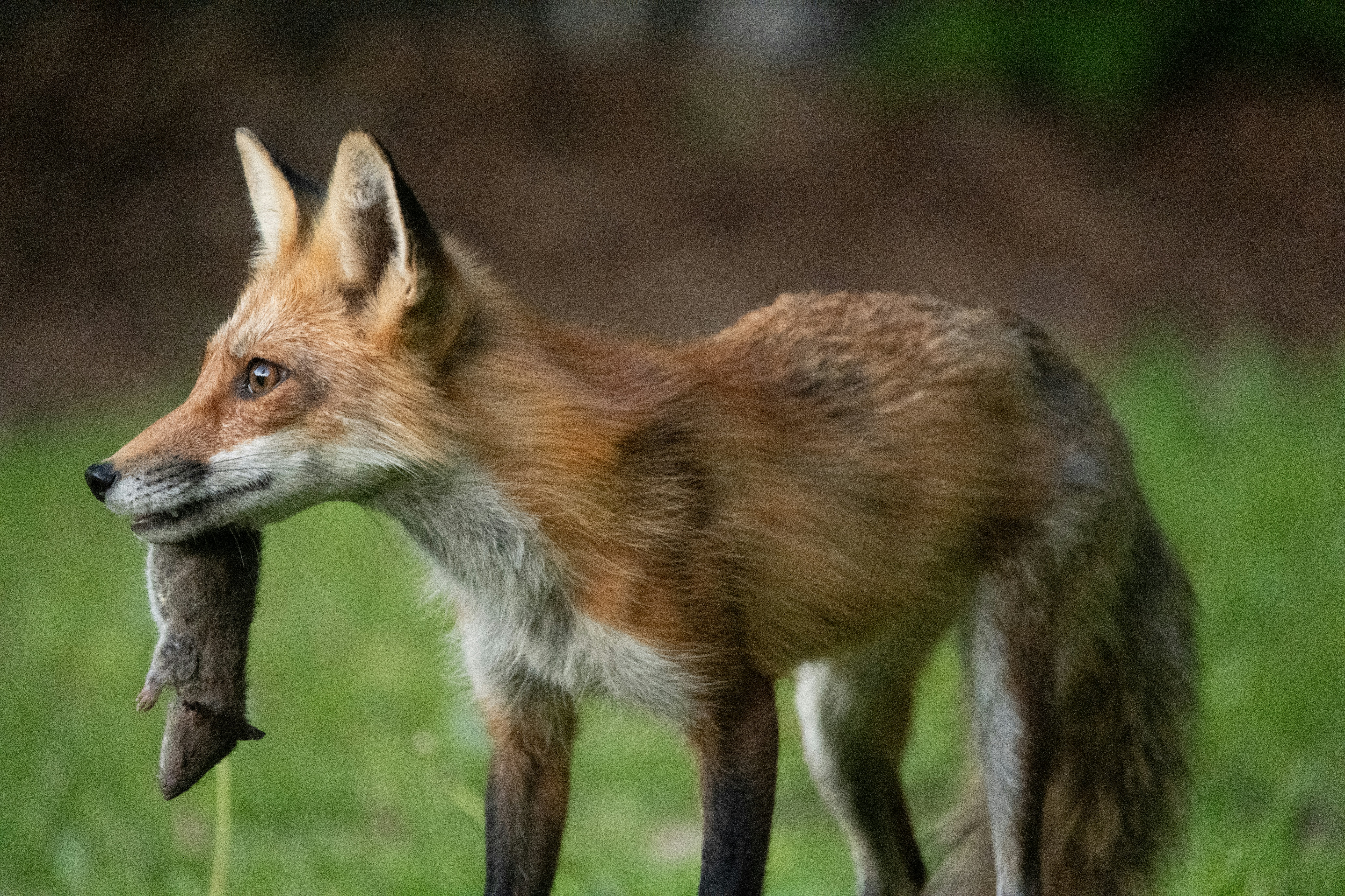 Silent Stalker: Red Fox with a Dried Prey
