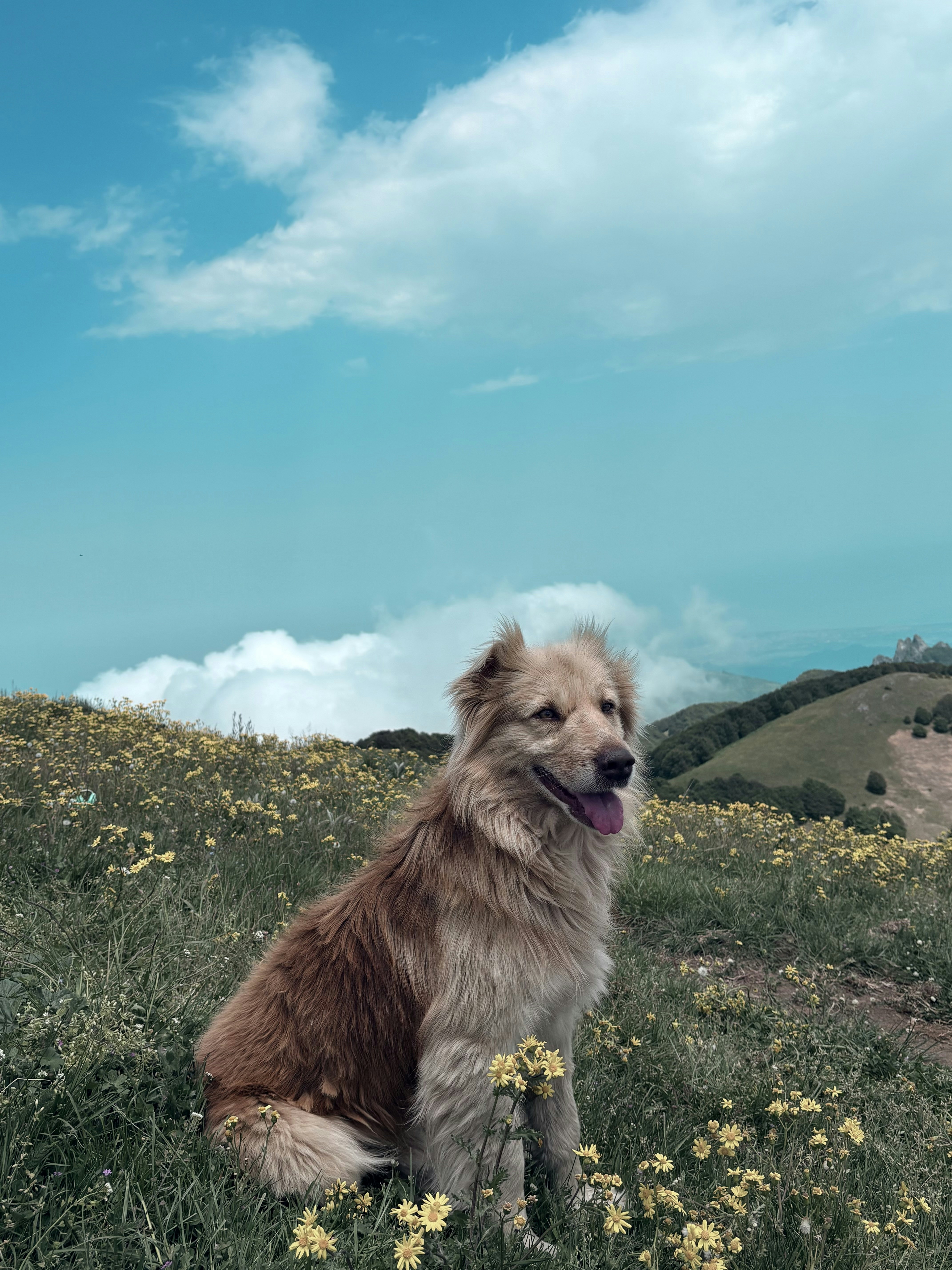 The best trail buddy. 🐾