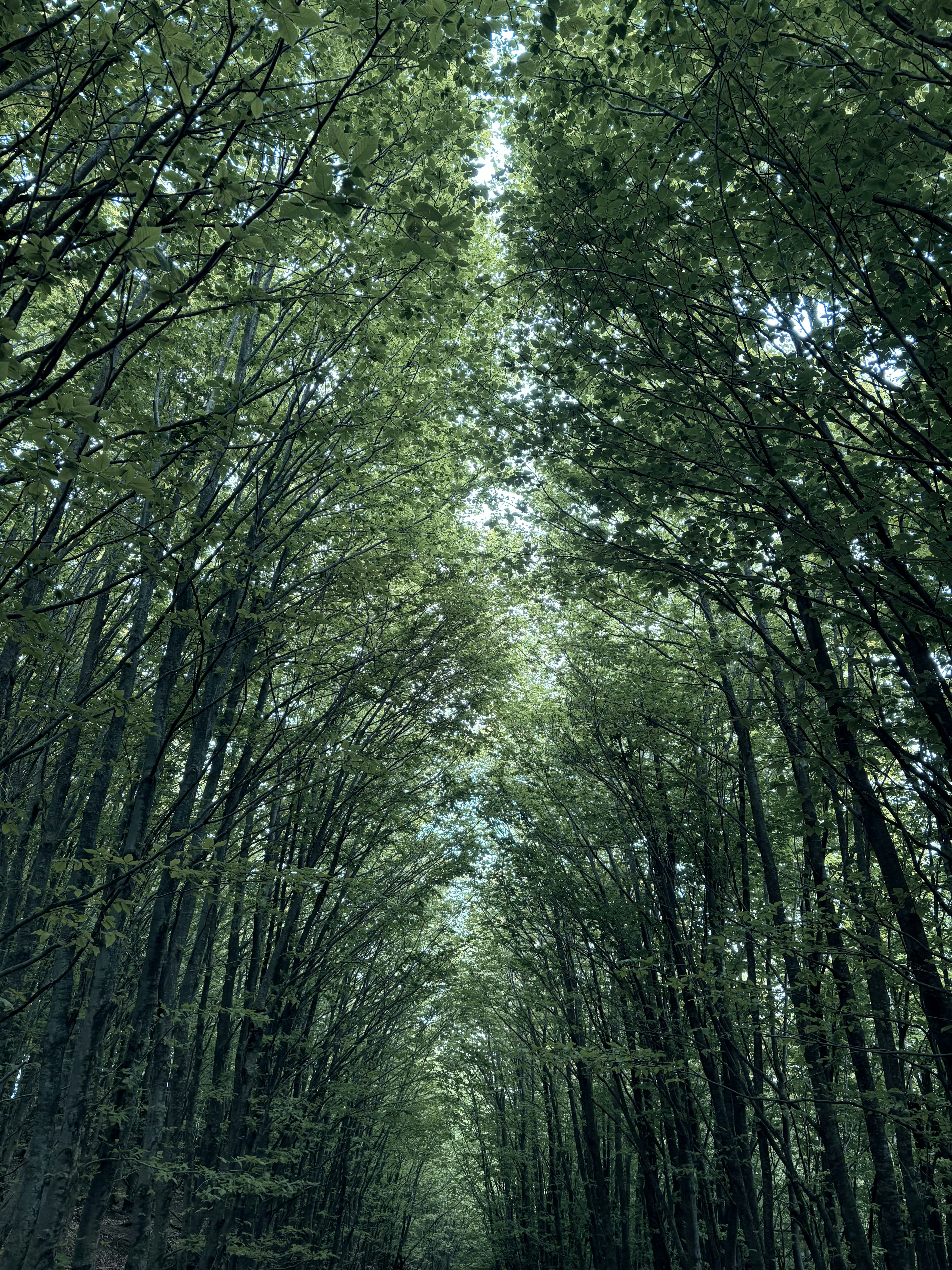 Sun-dappled canopy arches over a straight, tree-lined path, inviting the viewer forward through a forest tunnel.