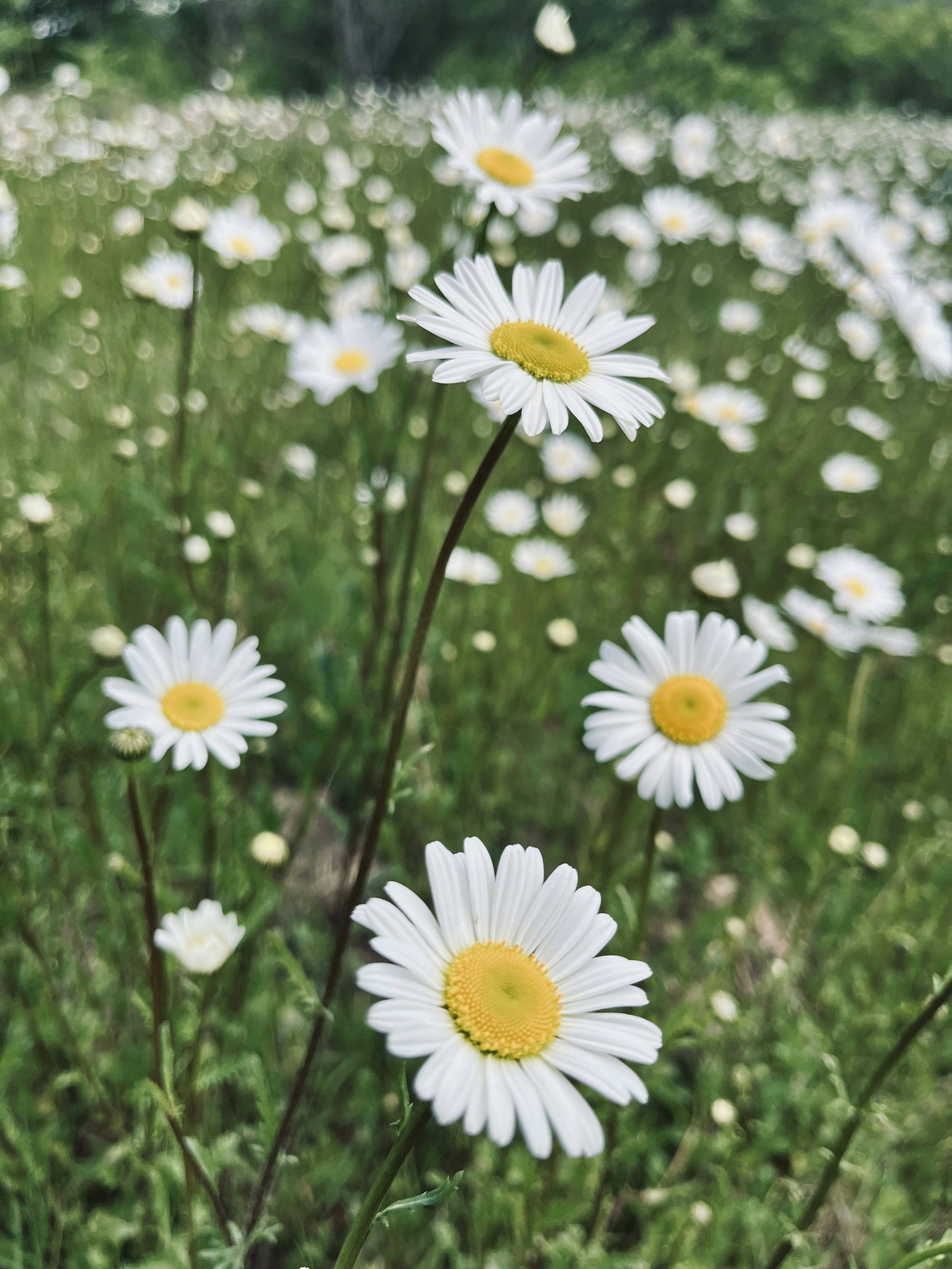 Where wildflowers wander.