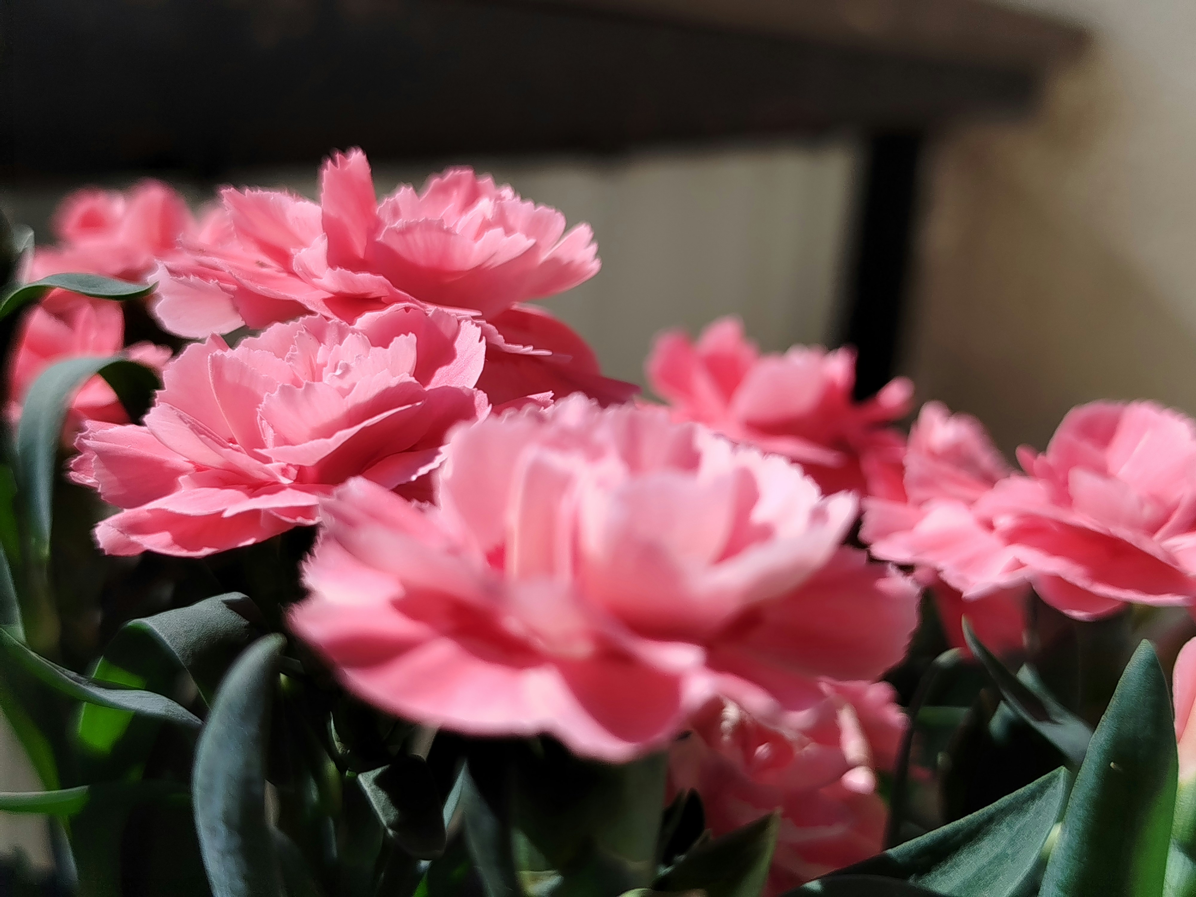 Pink carnations arranged in a cluster with a shallow depth of field, showcasing petal texture and green foliage in a home studio setting.