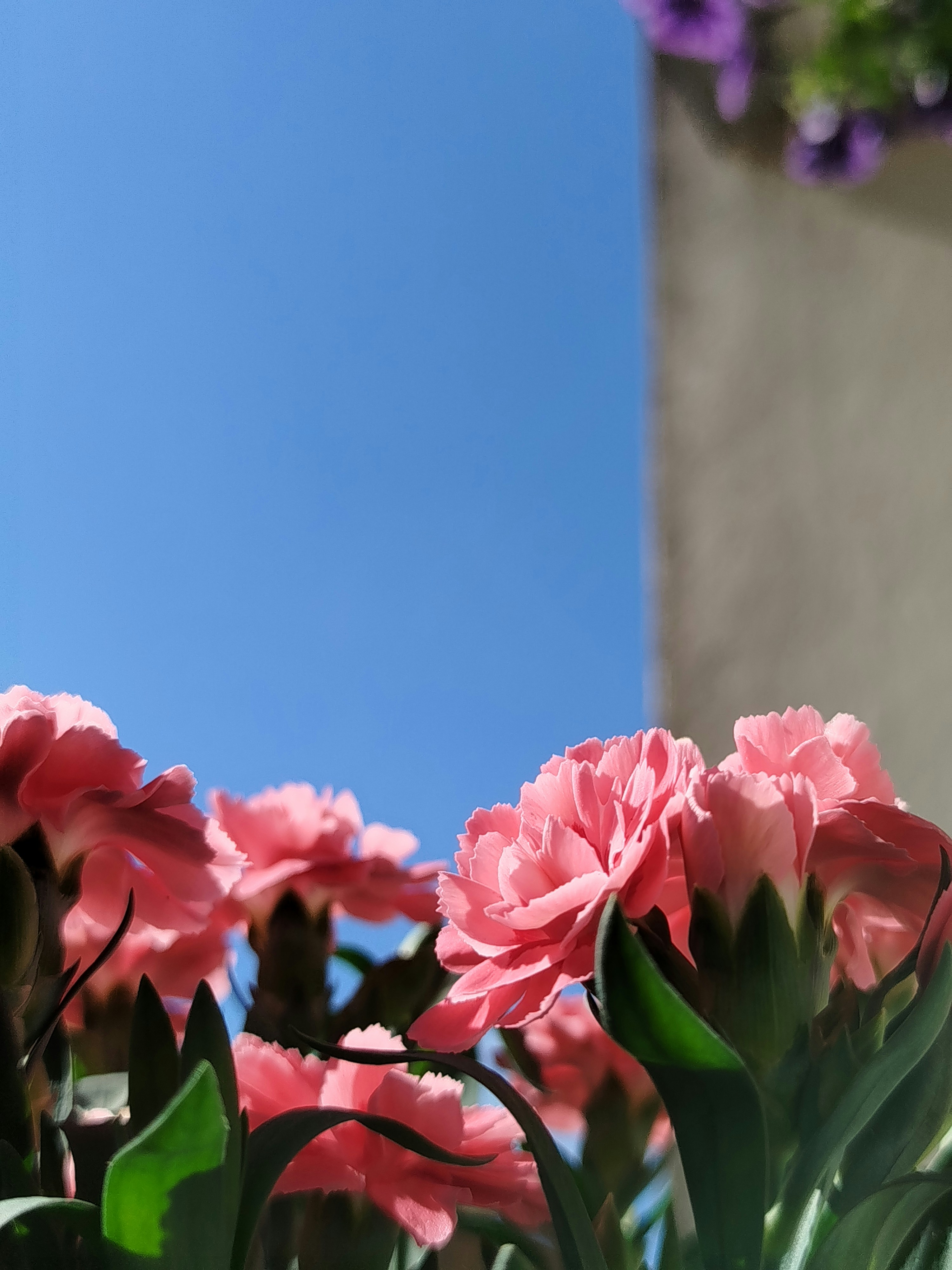 Pink carnation flowers against a clear blue sky.