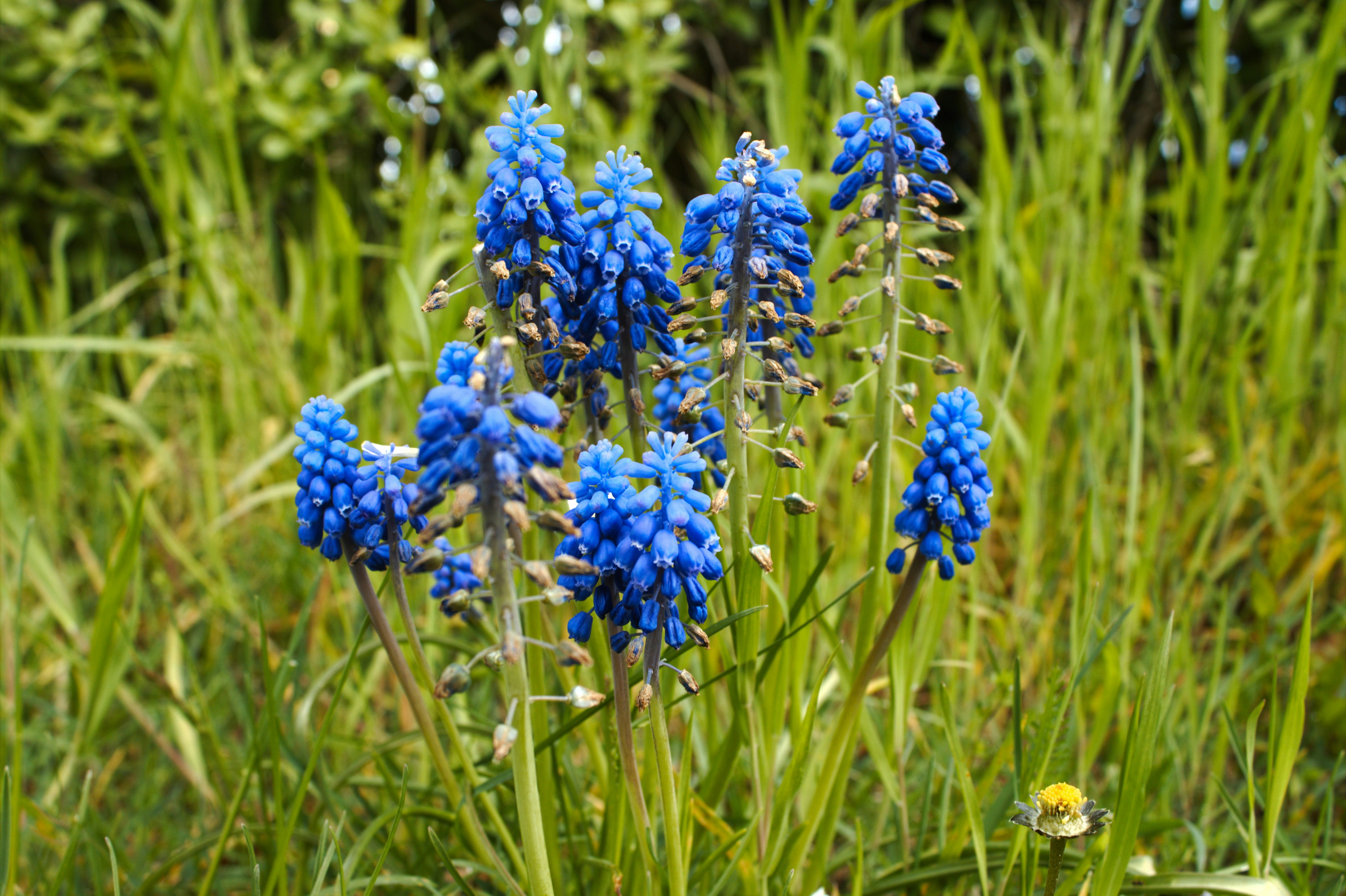 Blue Vineyard in Bloom: Sheen of Indigo Caps among Quiet Grass
