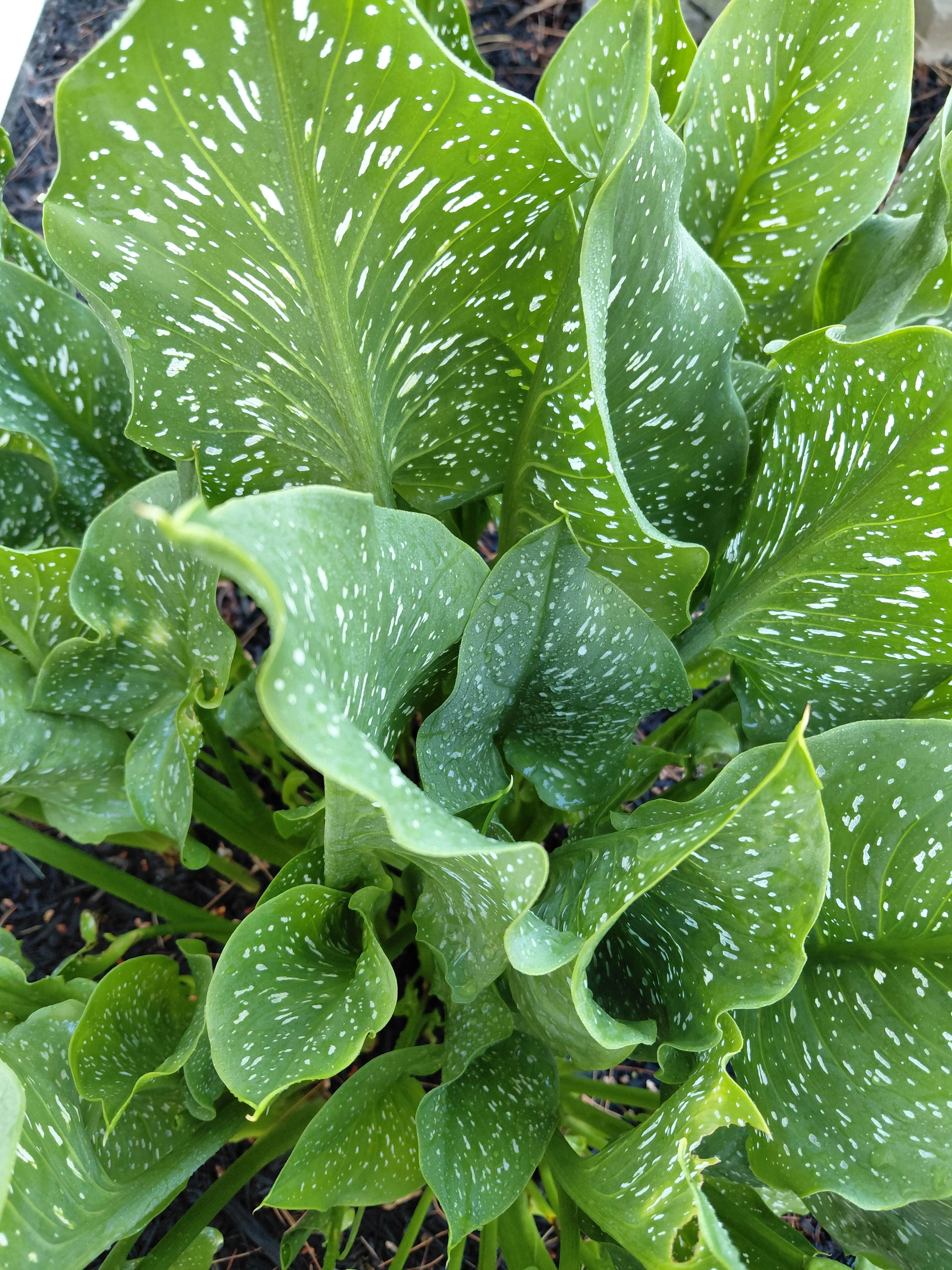 Calla lily leaves
