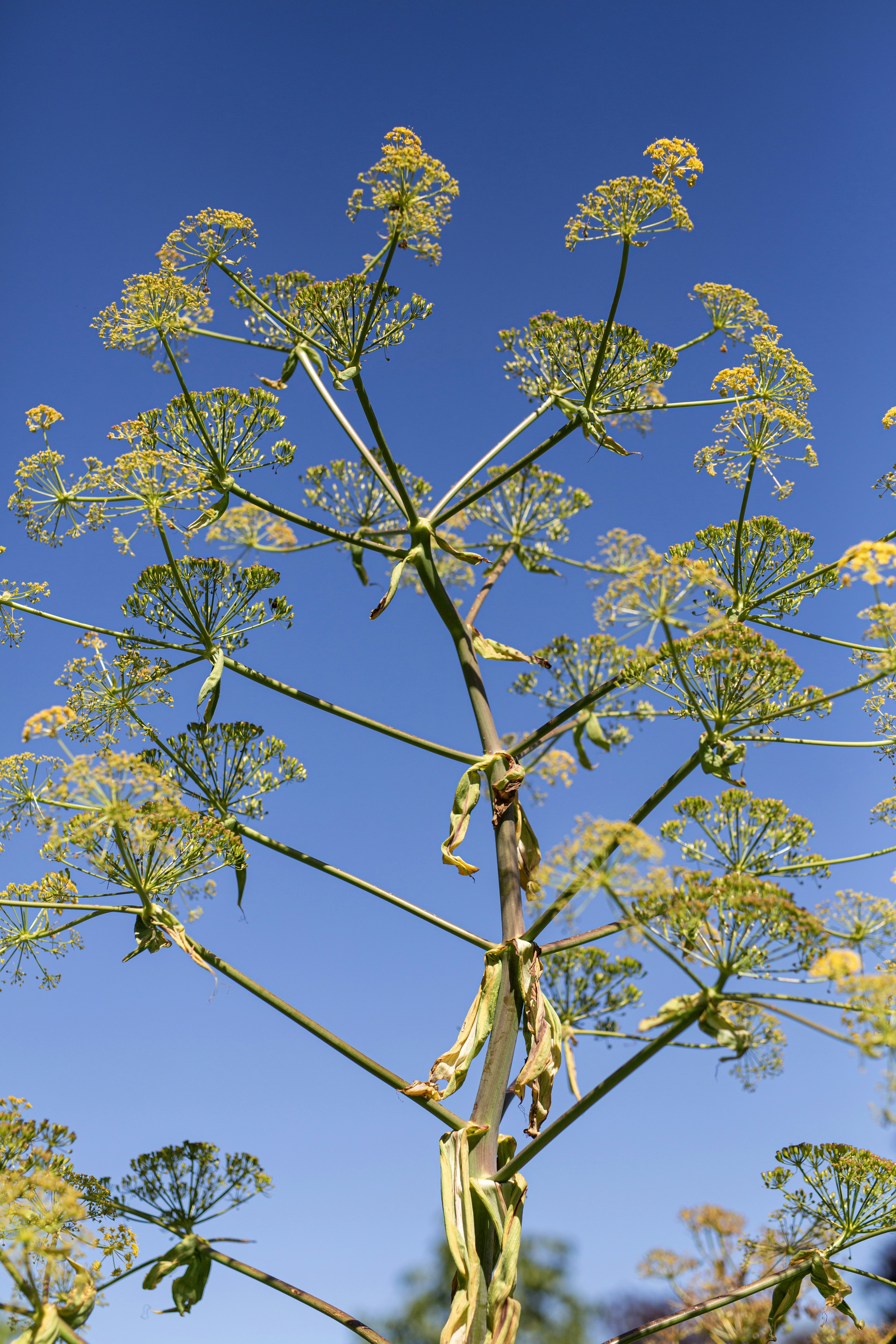 Upward Aerial Umbels: Golden Seed Heads Against a Clear Sky