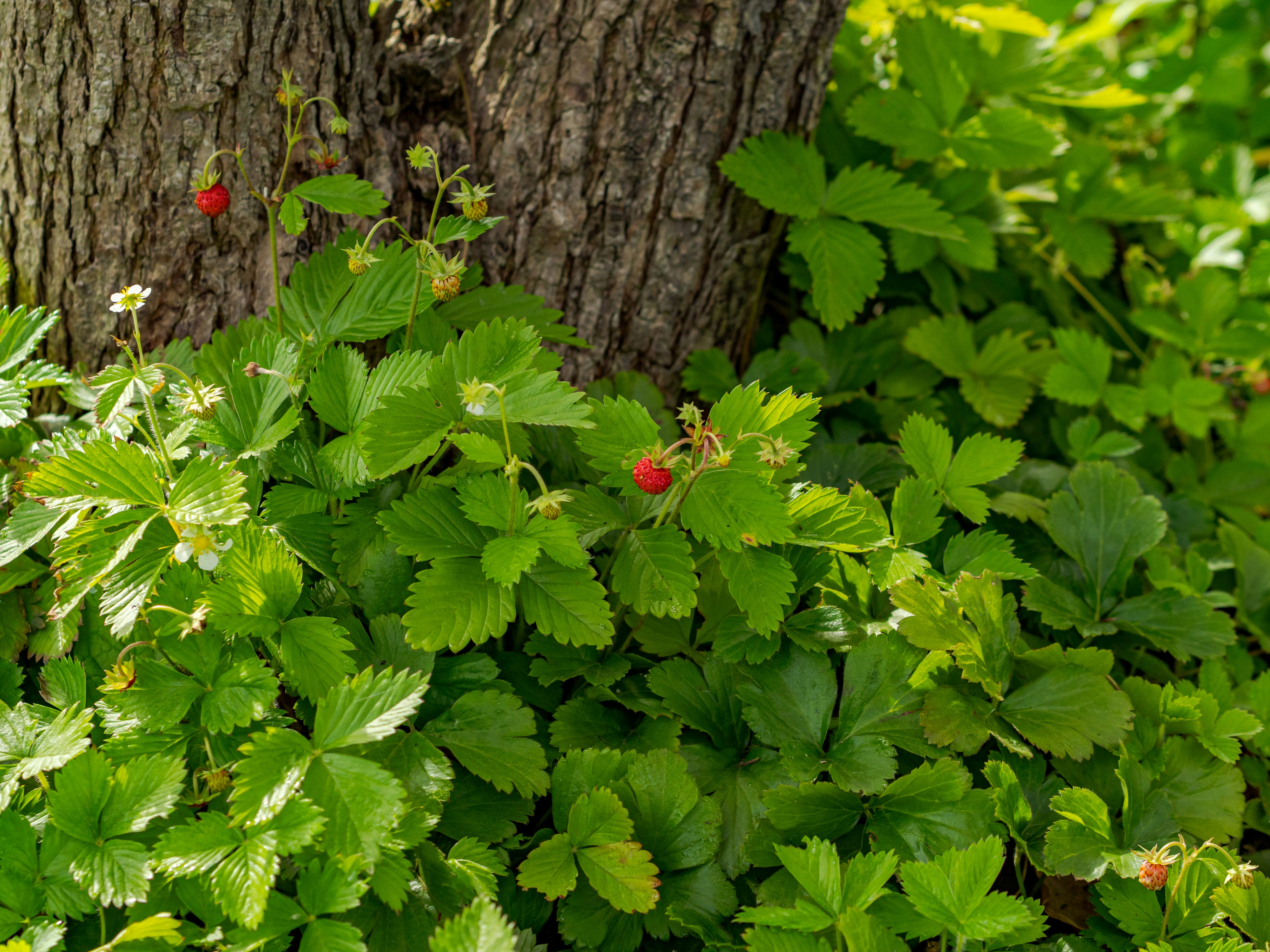 Emerald Understory: Strawberry Foliage at the Truck of a Tree
