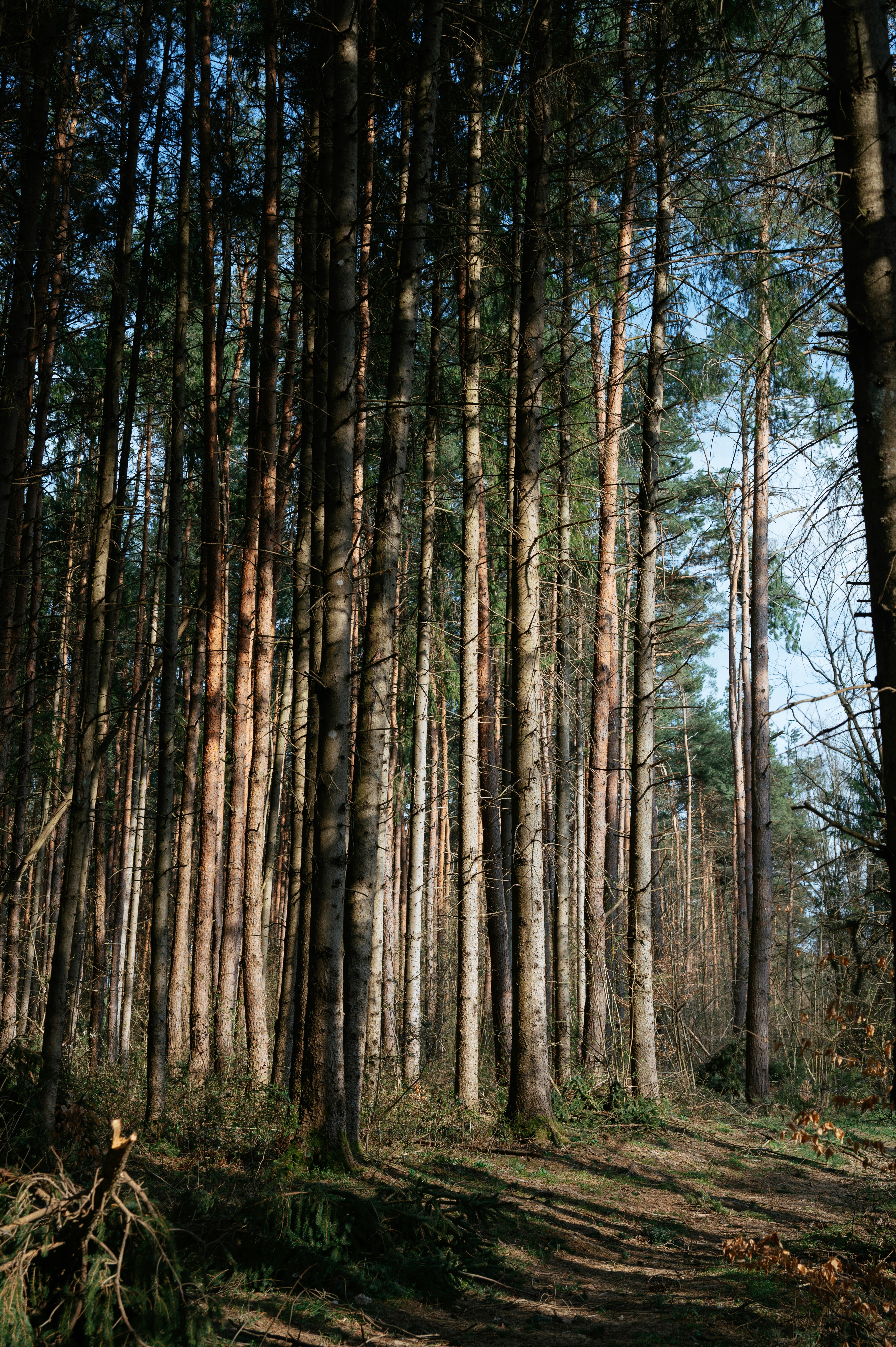 Sunlit Pines: A Quiet Forest Corridor