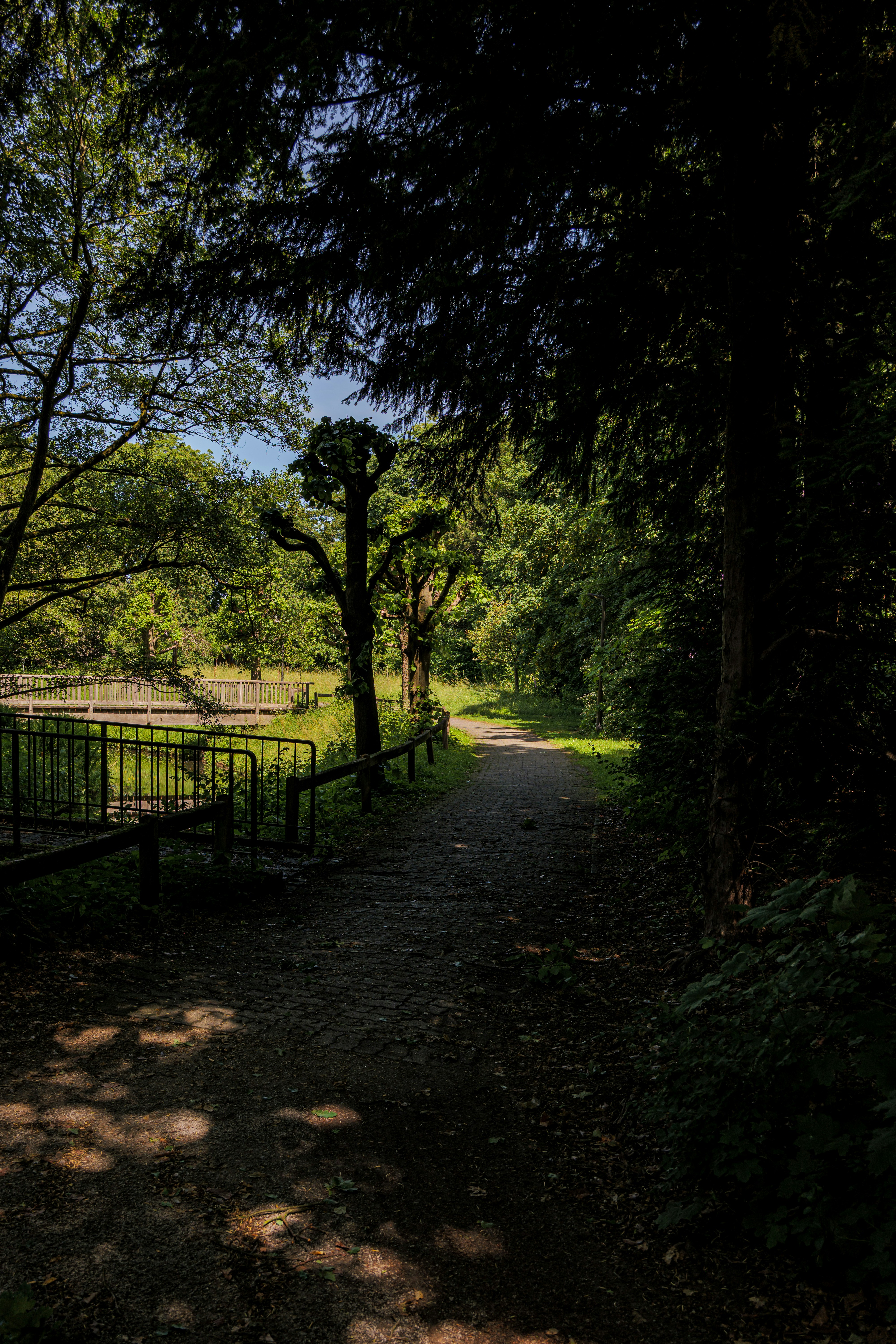 Sunlit Forest Path: A Quiet Moment on the Garden Trail