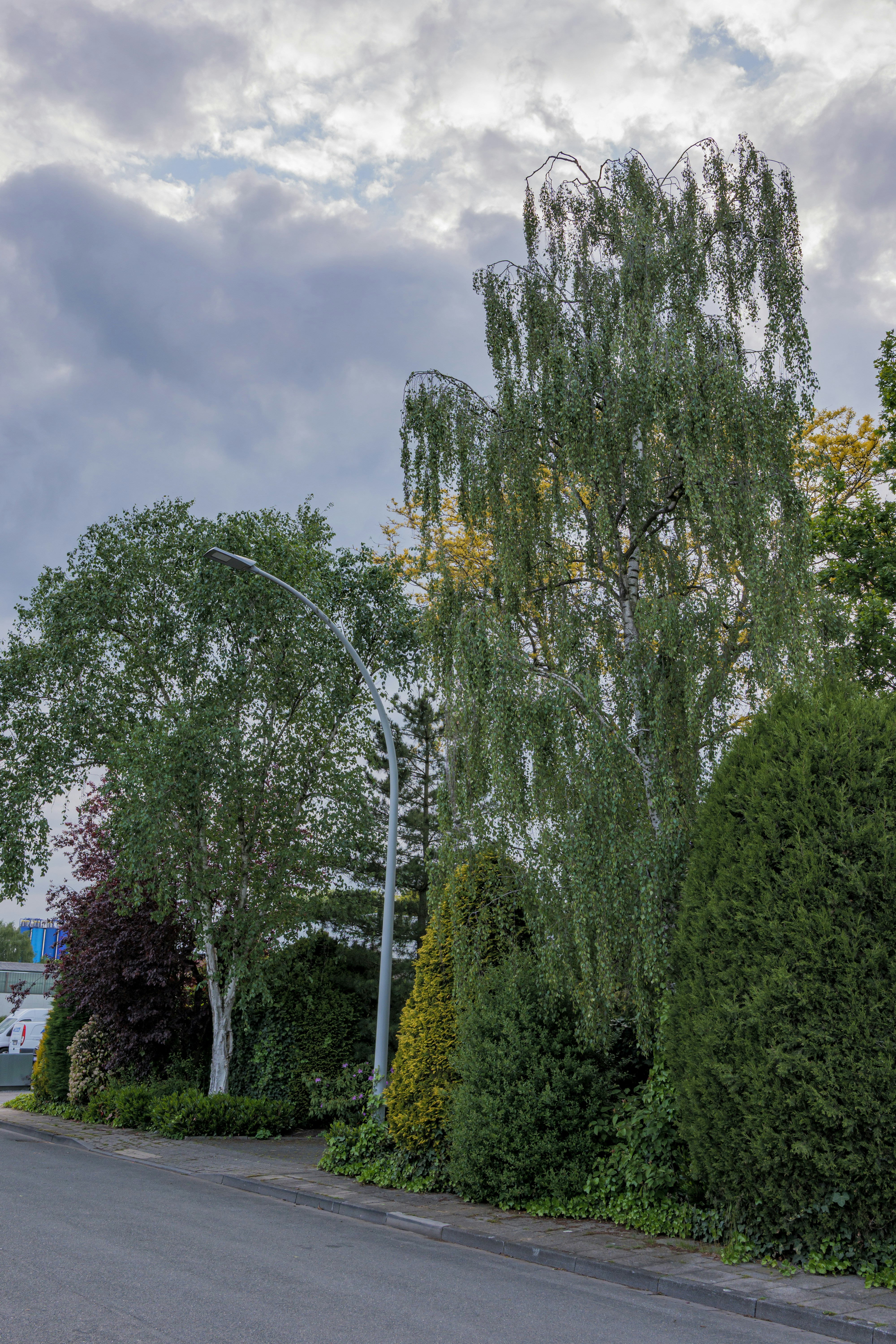 Lane Vistas: A Quiet Street Framed by Verdant Foliage