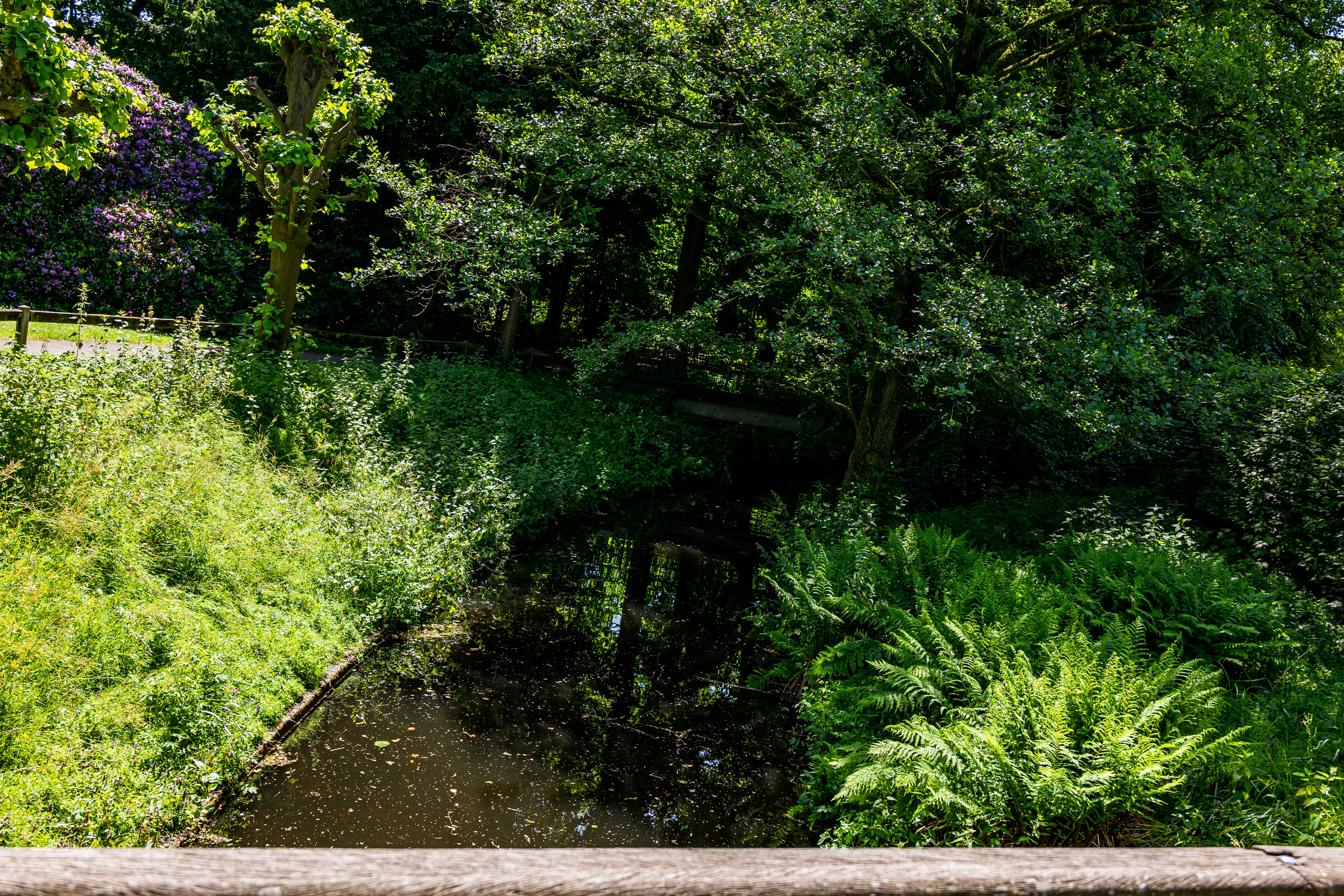 Verdant Mirror: Ferns and Quiet Stream under Dense Canopy