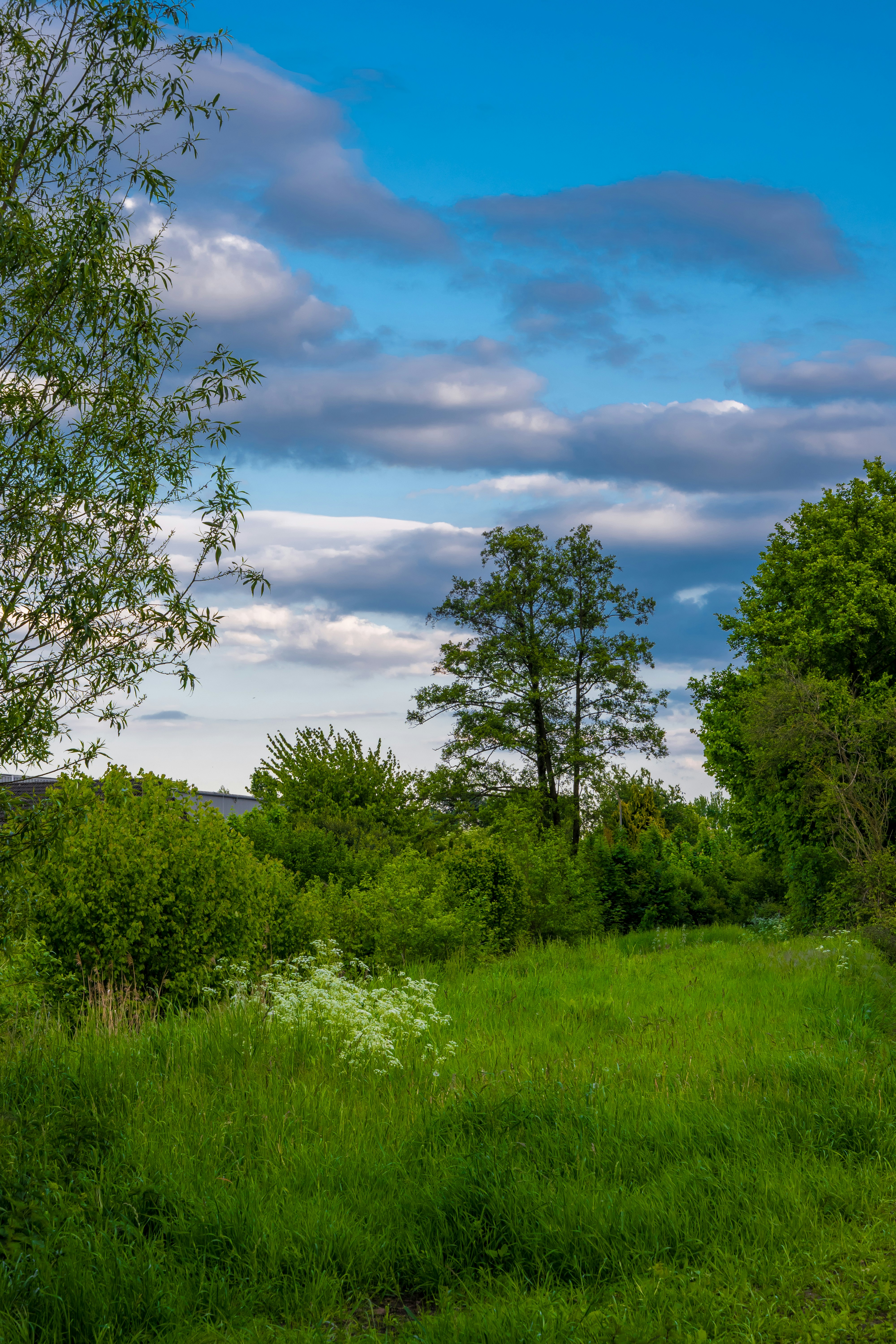 Verdant Quiet: Sunlit Field Framed by Trees Under a Painted Sky