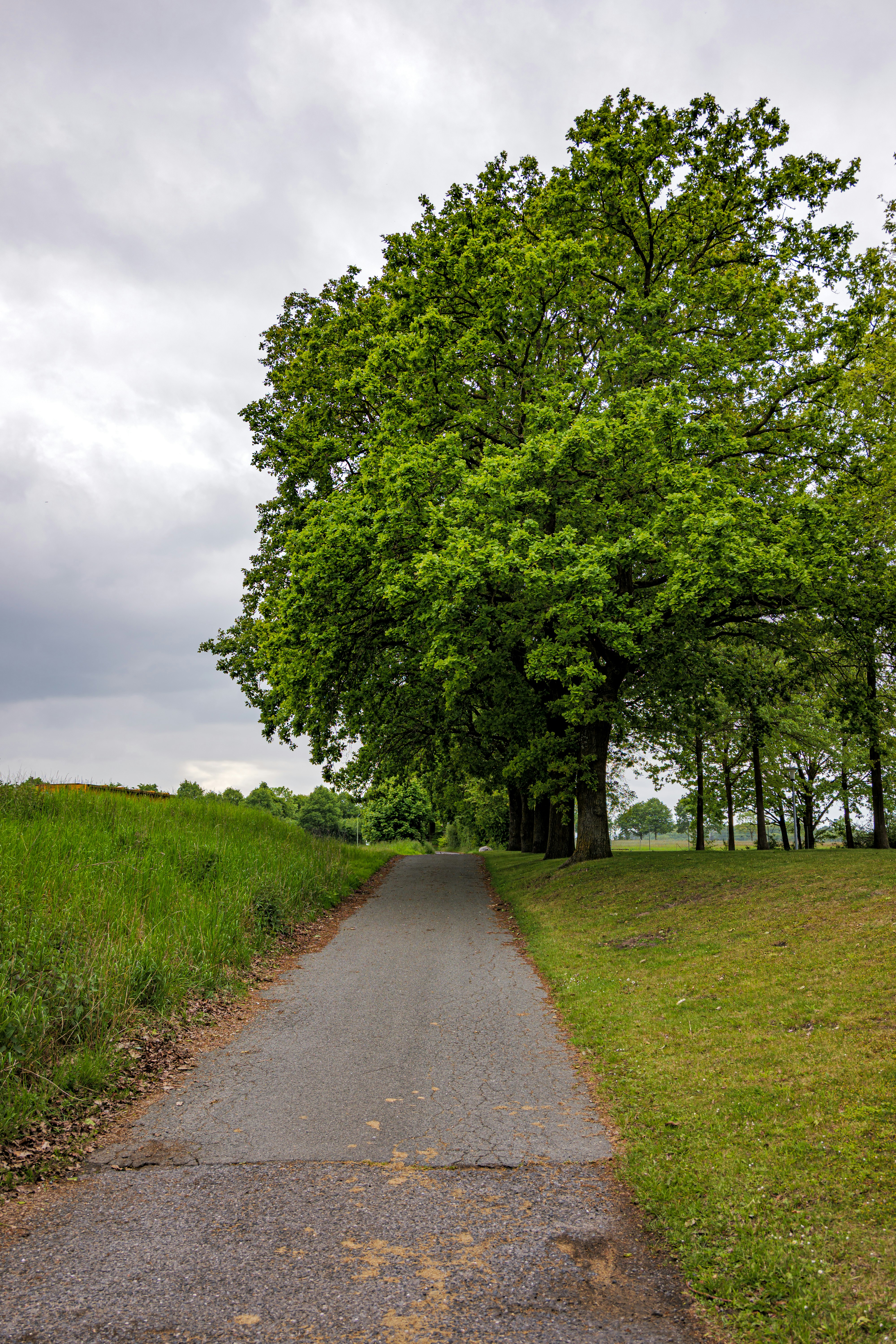 Country road with lush green trees and grass.