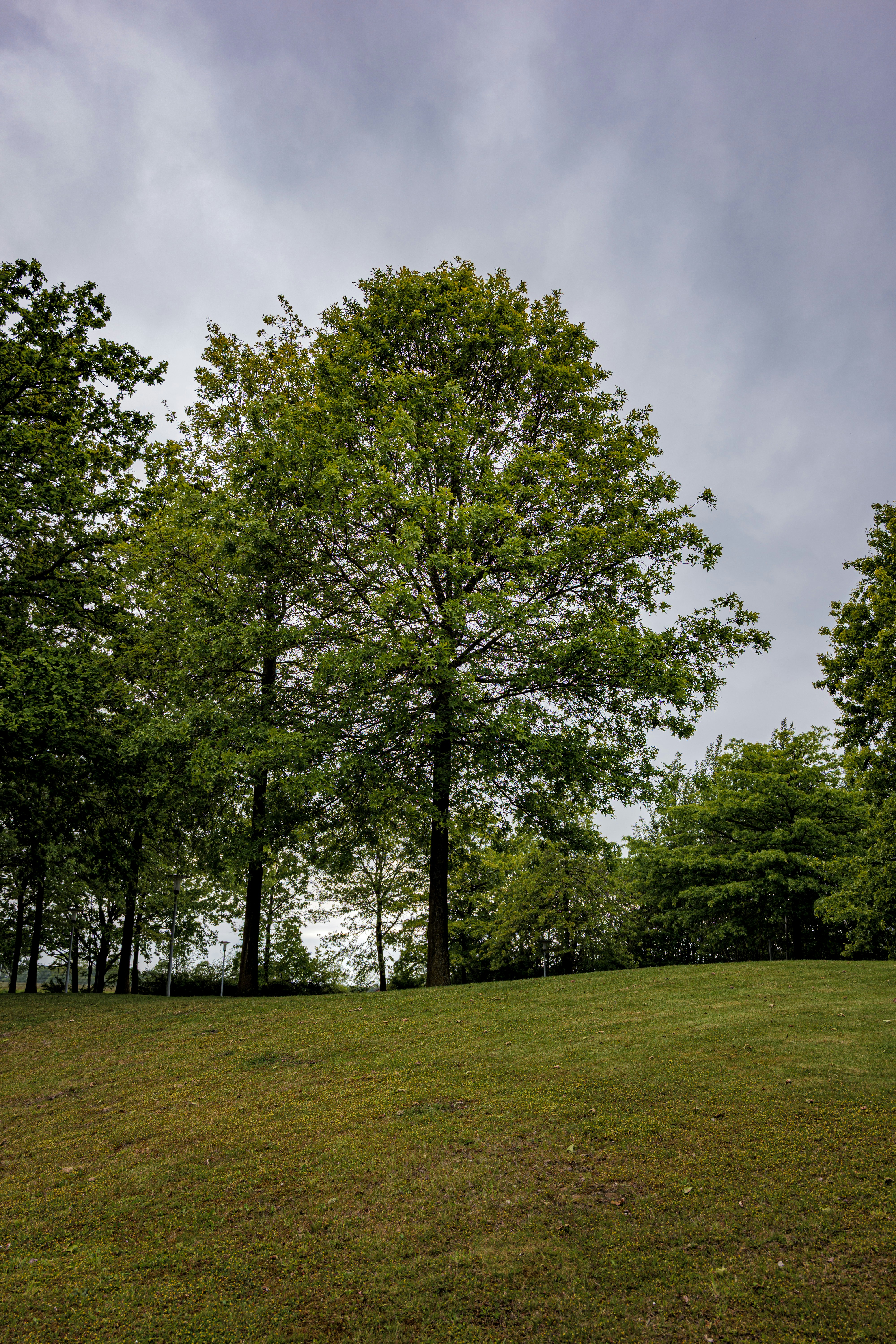 Green grassy hill with trees under a cloudy sky.