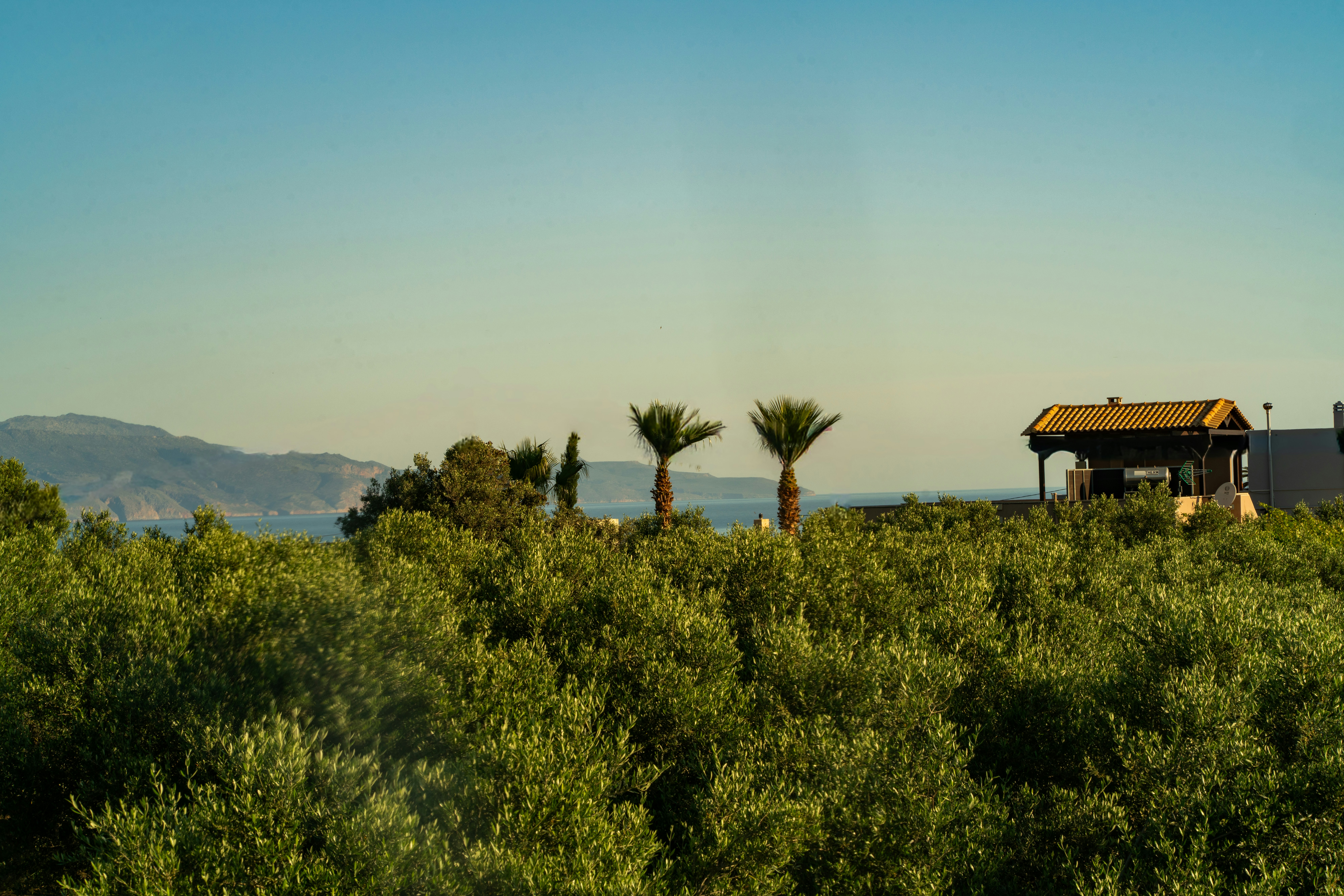 Horizon Oasis: Palm Trees and a Sunlit Terrace over Coastal Scrub