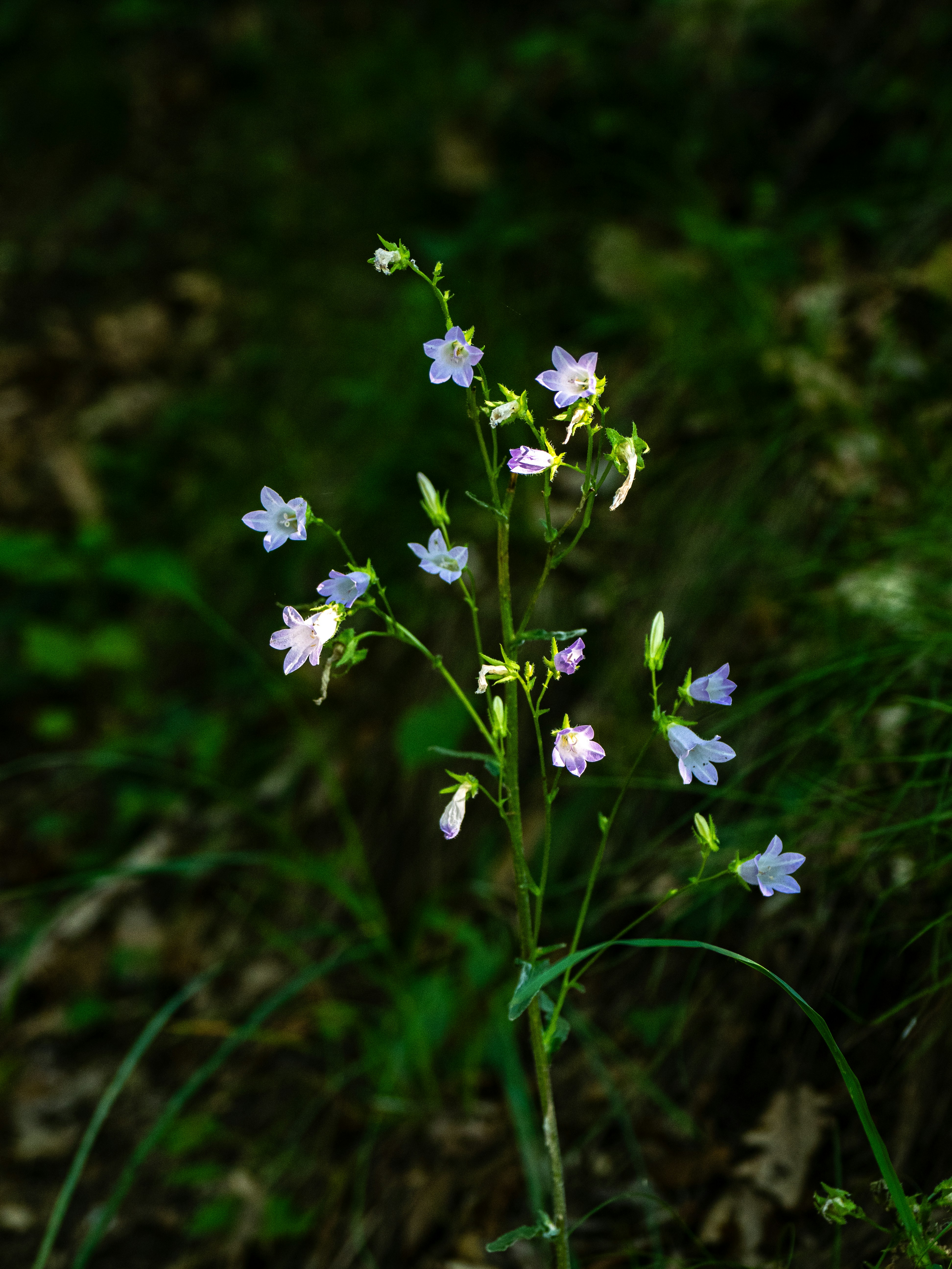 Delicate Violet Stems Dotted with Petite Blooms in Dappled Shade