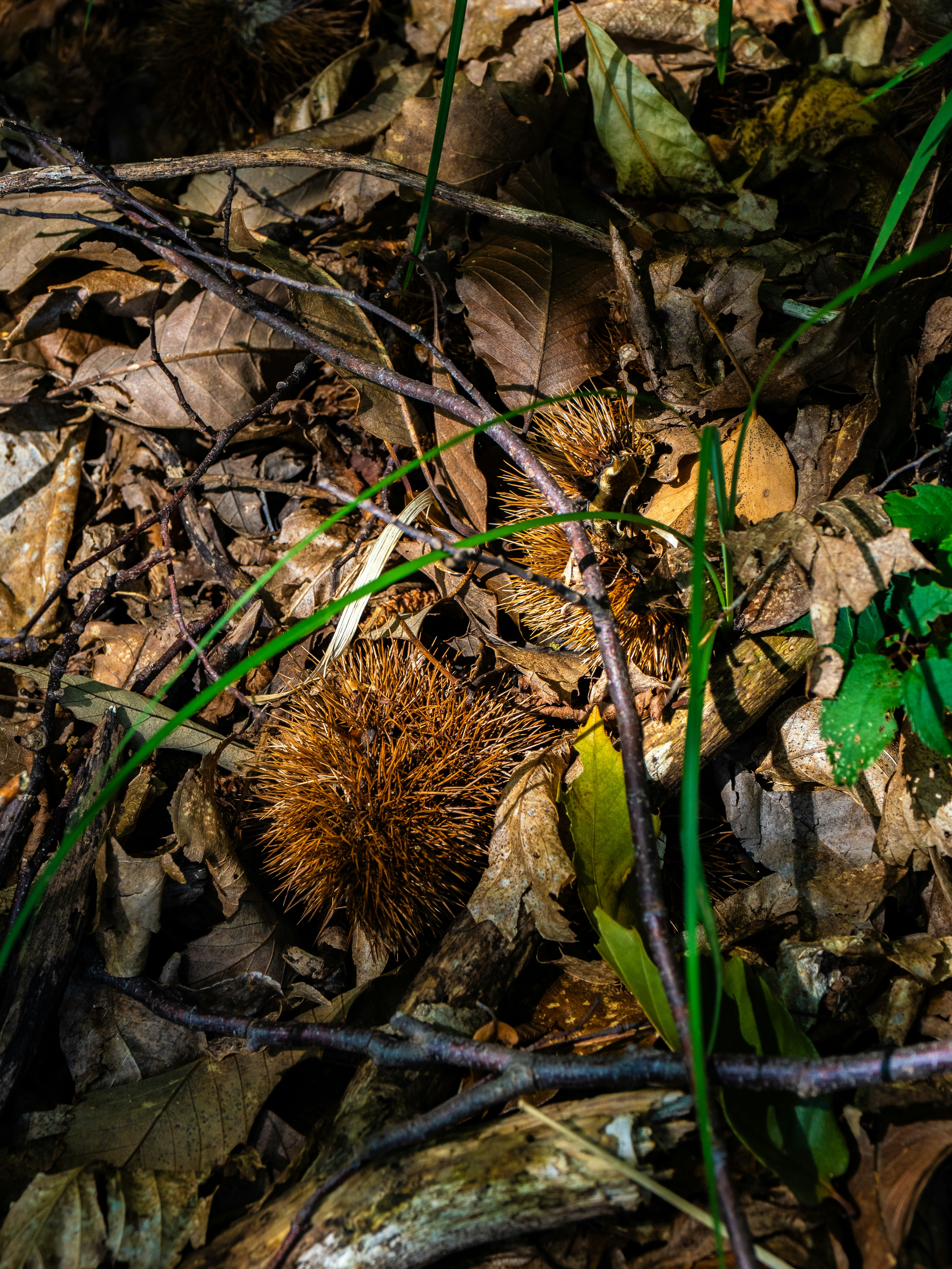 Spiky Chestnut Burrows Amid Fallen Leaves