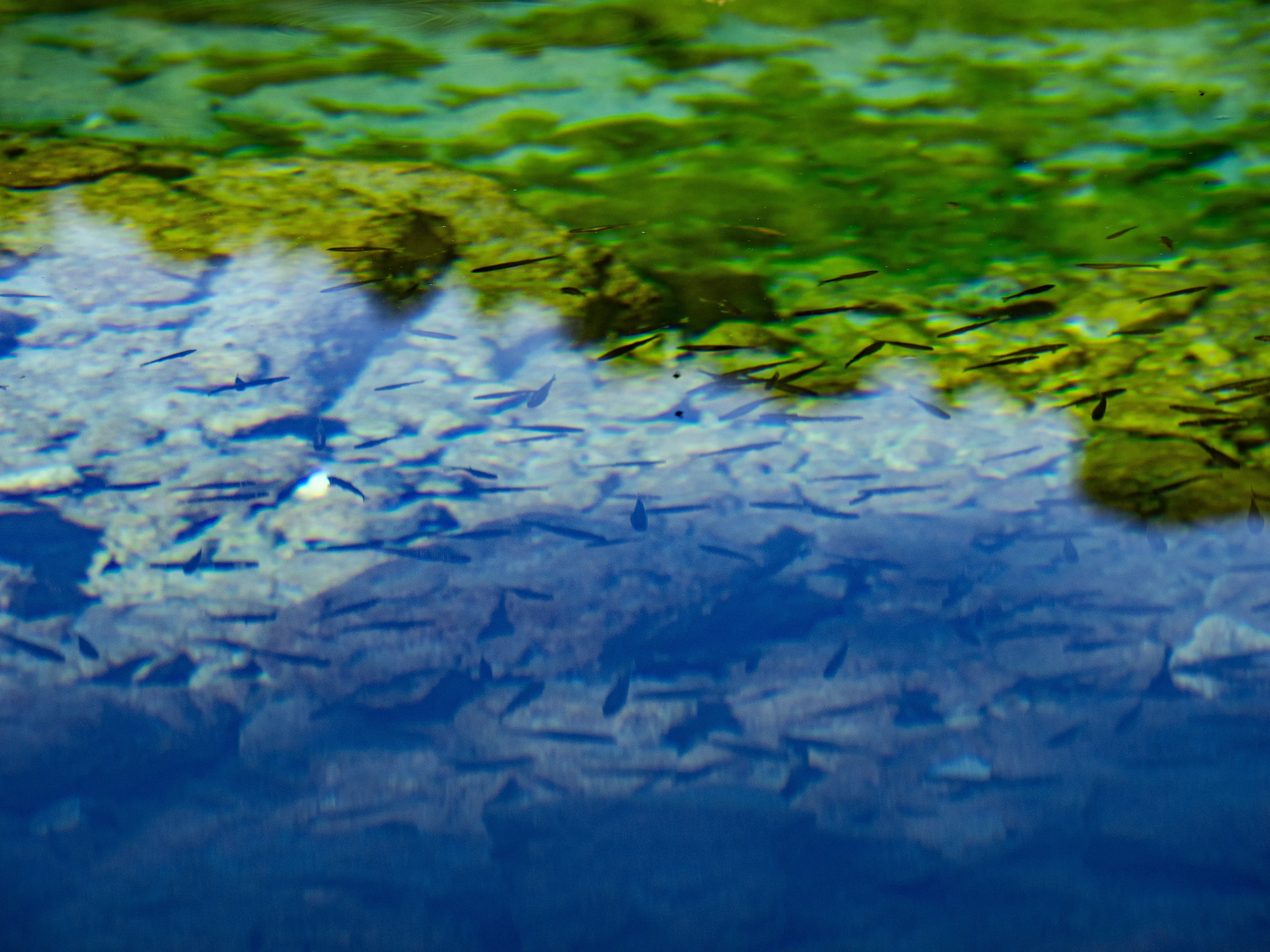 Mirror of Leaves: A Quiet Riverbank Refracted
