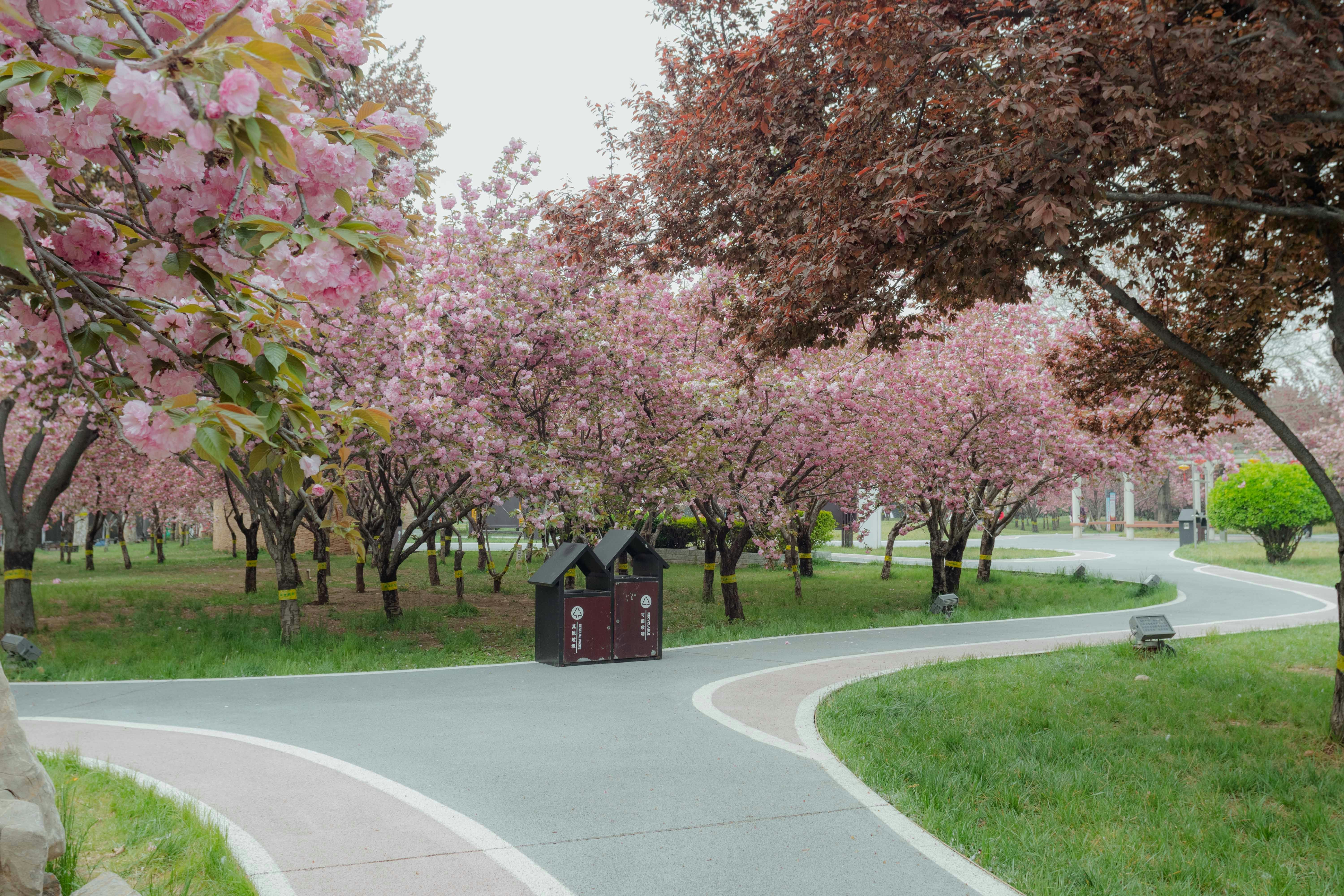 Cherry Blossom Corridor: A Gentle Path Through Blooming Rows