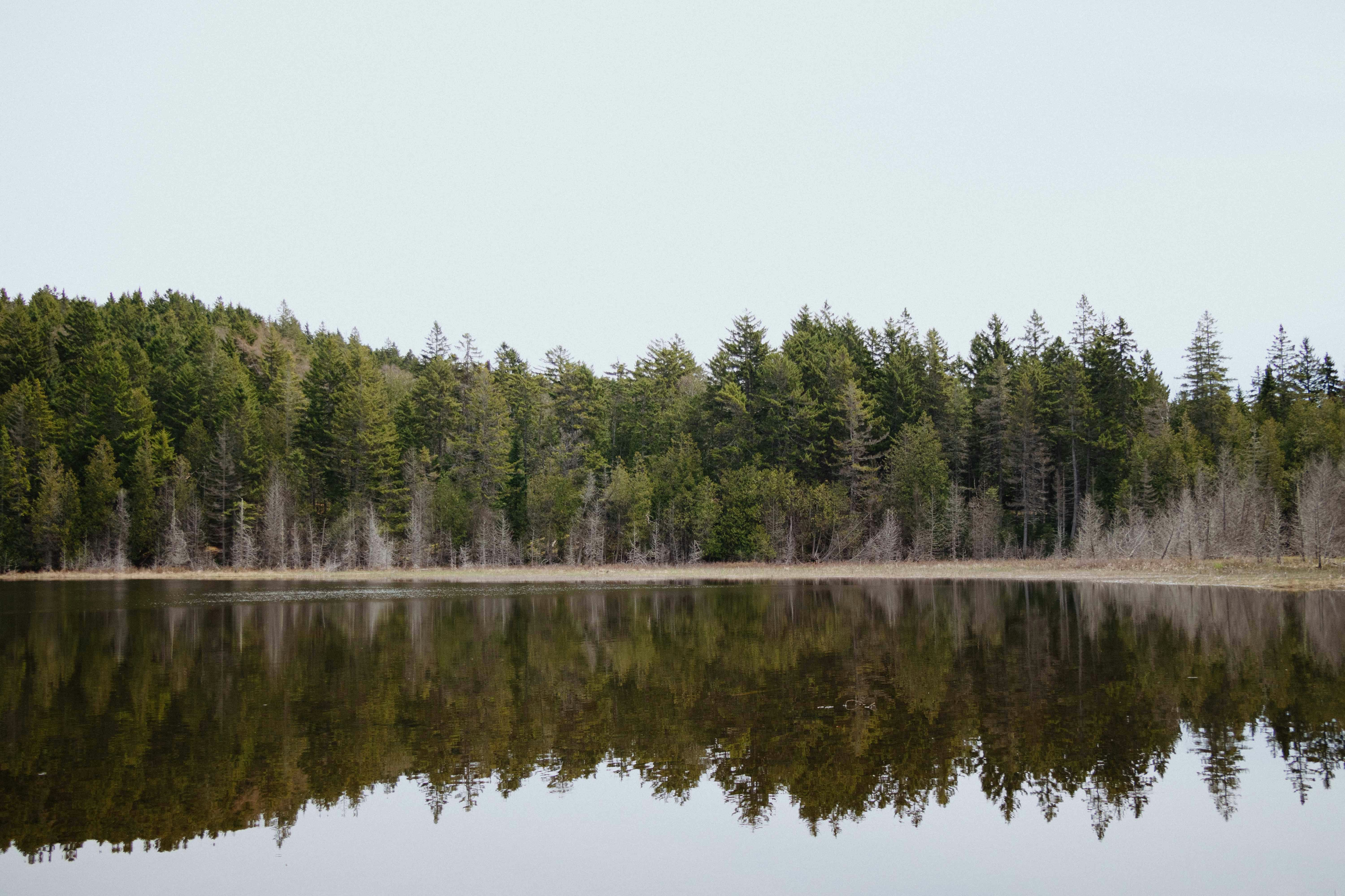 Serene Shoreline Mirror: Pine Forest Reflected on Still Water
