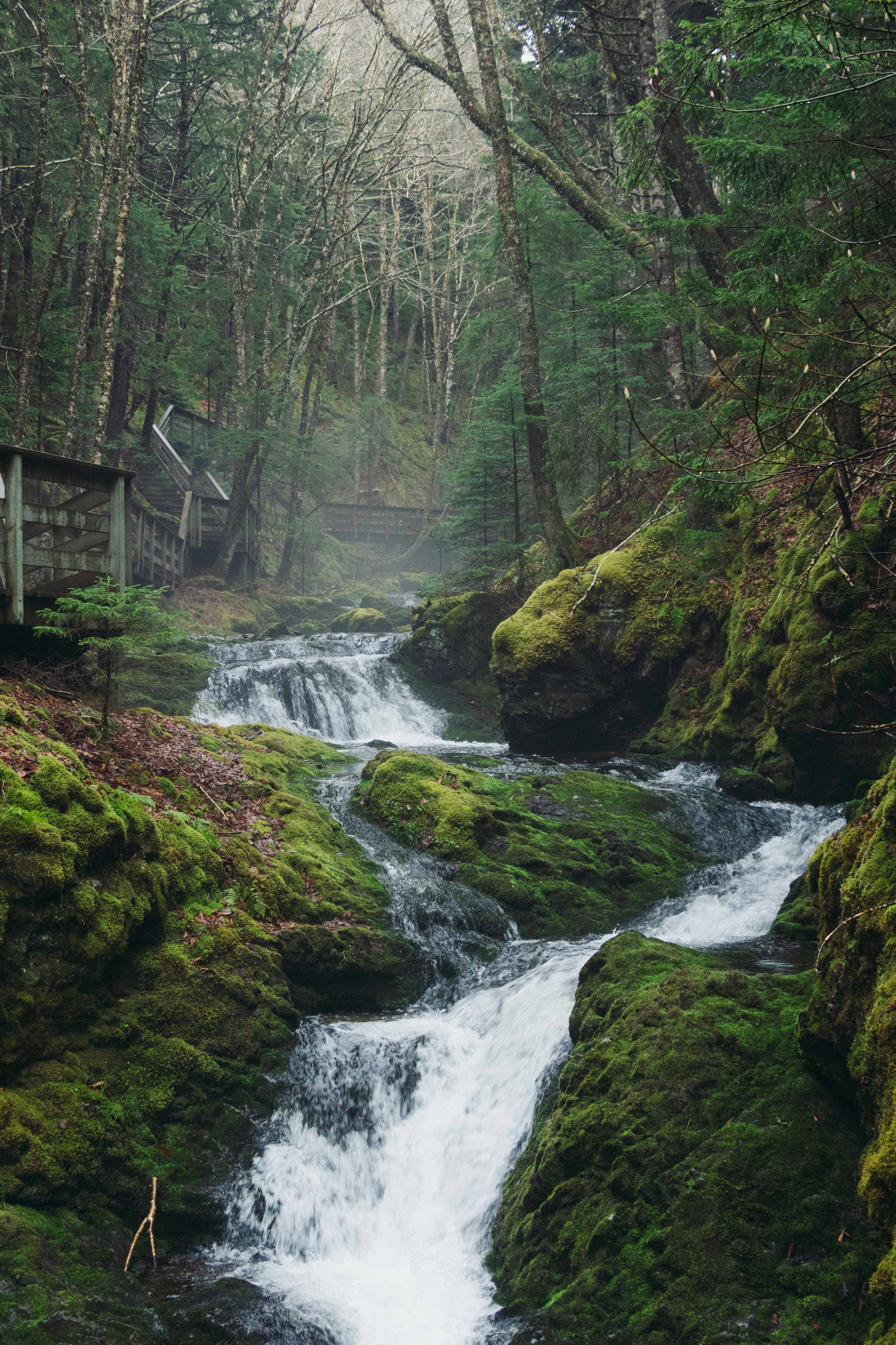 Mossy Cascade Trail: A Narrow Stream Winding Through Fern-Covered Rocks