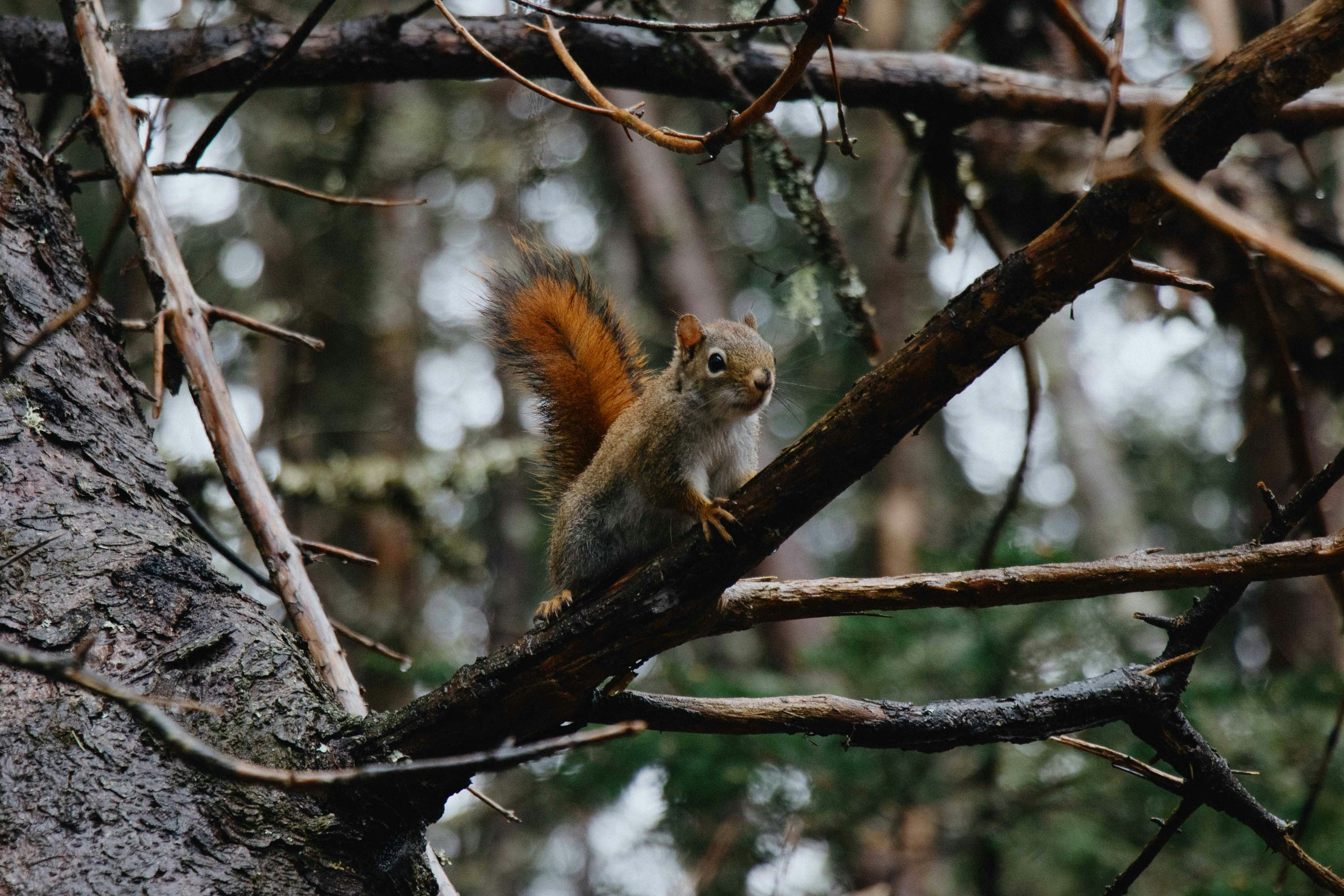 Squirrel Clambering Across a Sunlit Branch in a Conifer Thicket