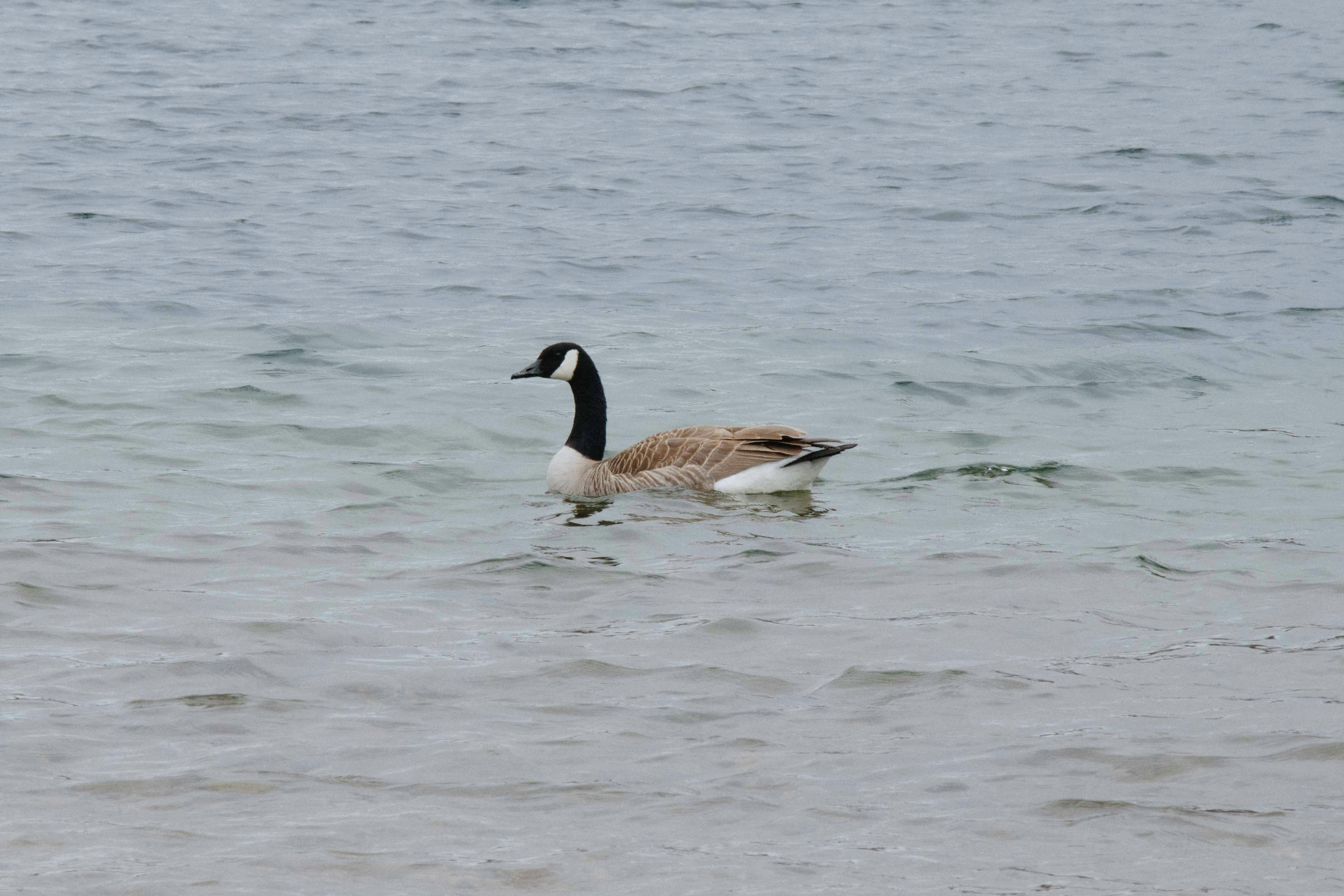 Gliding Sentinel: A Canada Goose Parks Itself in Quiet Shoreline Light