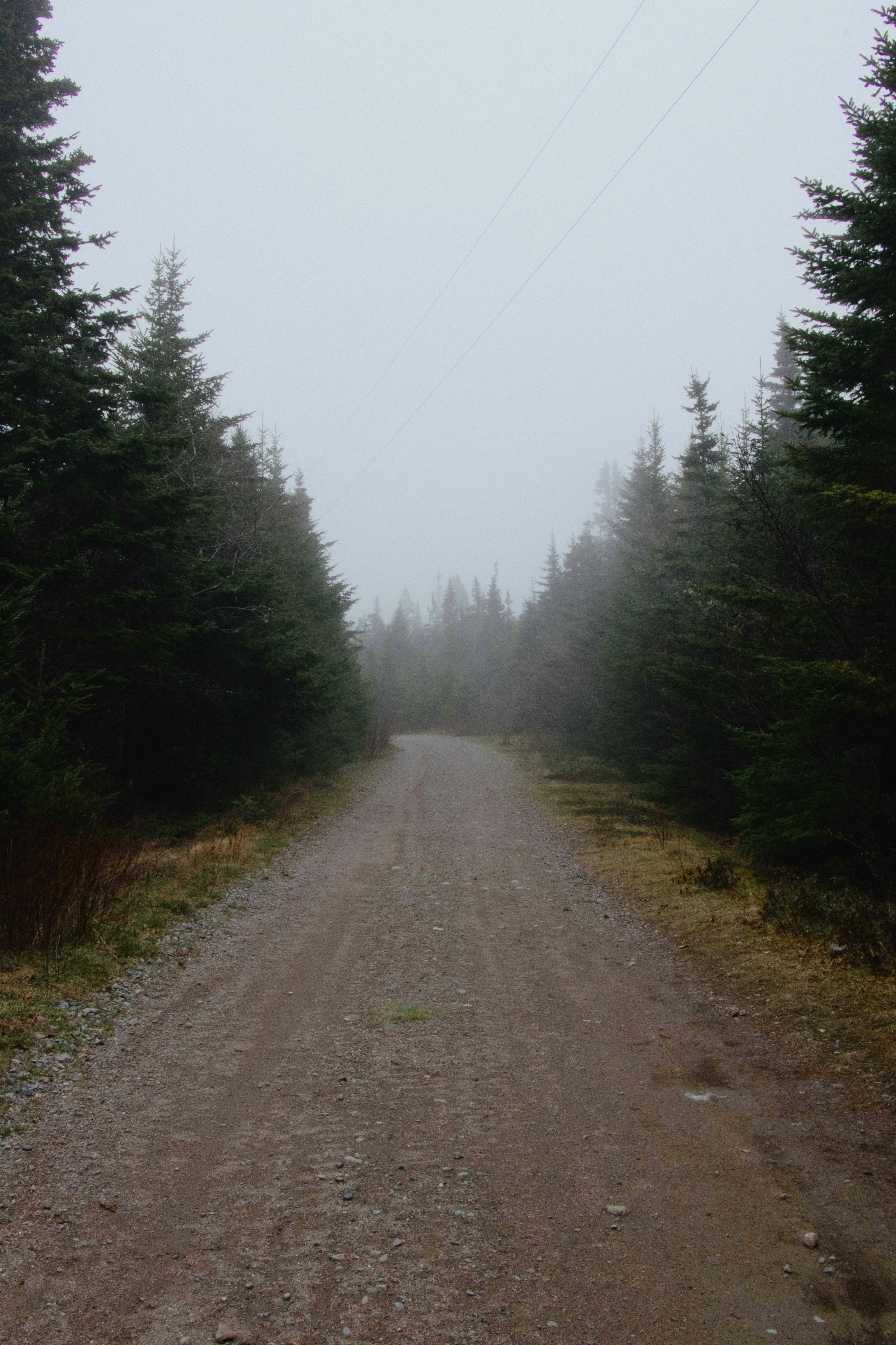 Misty Forest Gravel Road vanishing into the fog