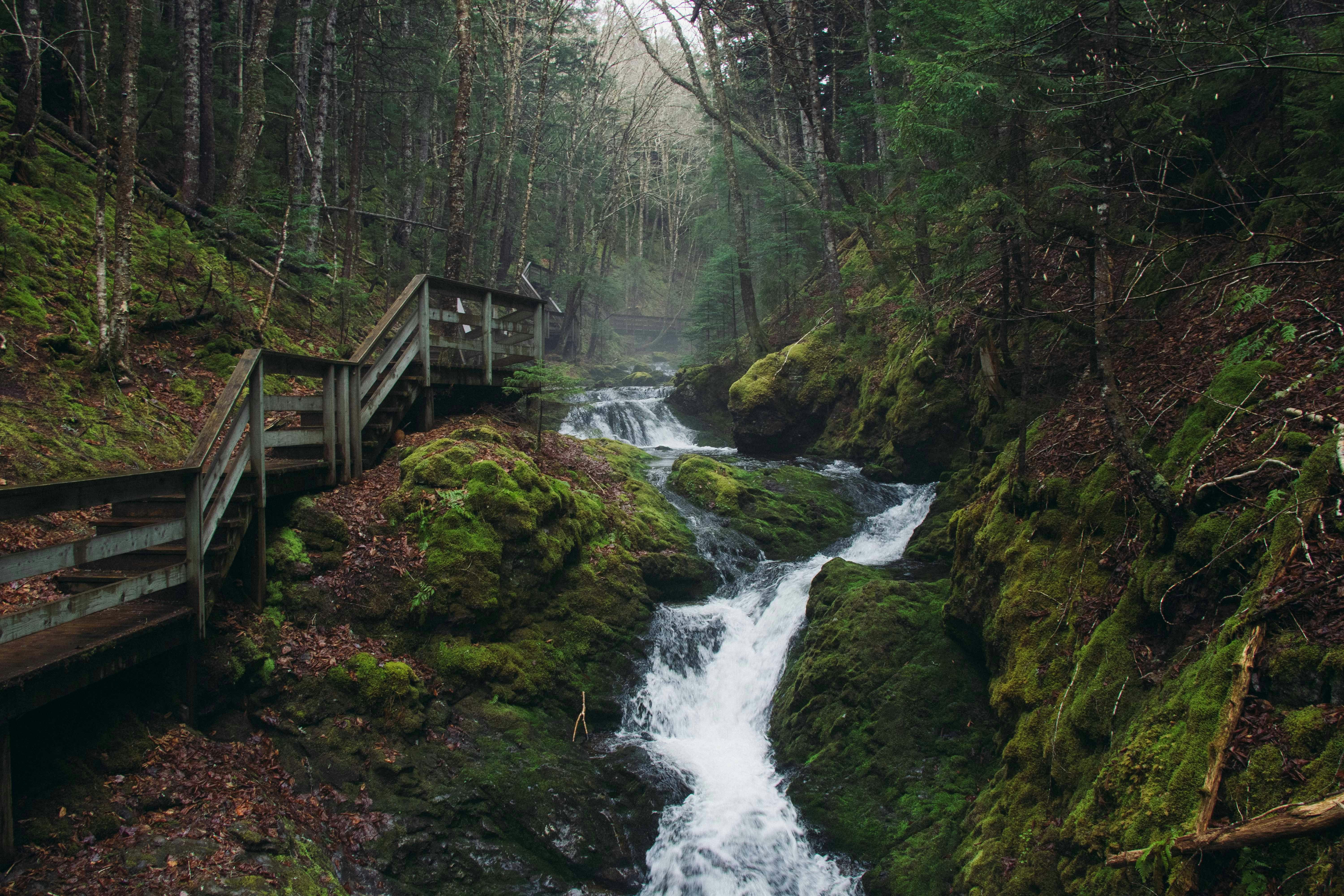 Mossy Cascade Under a Forest Canopy