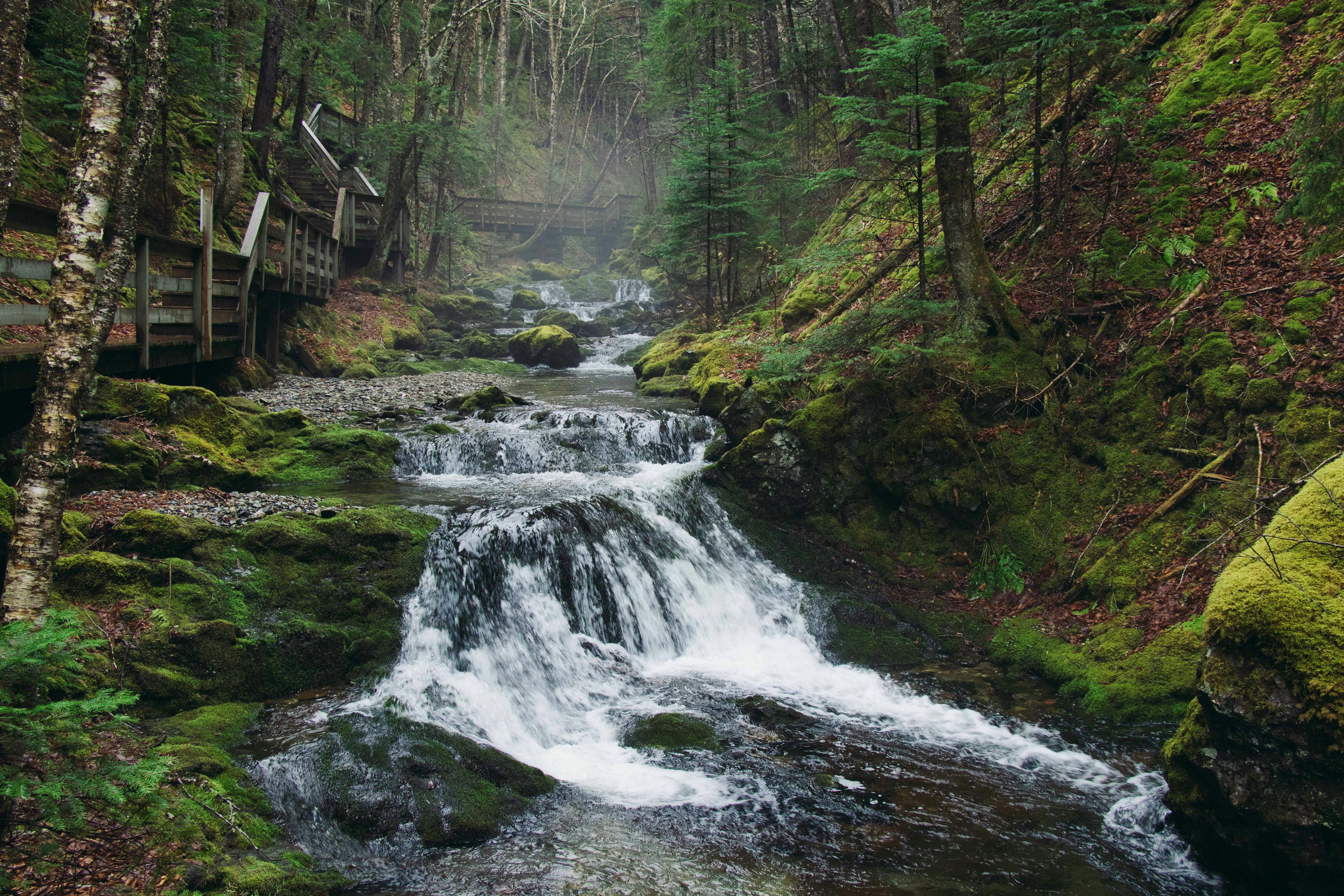 Forest Cascade: Mossy Vines, River Steps, and Misty Pathways