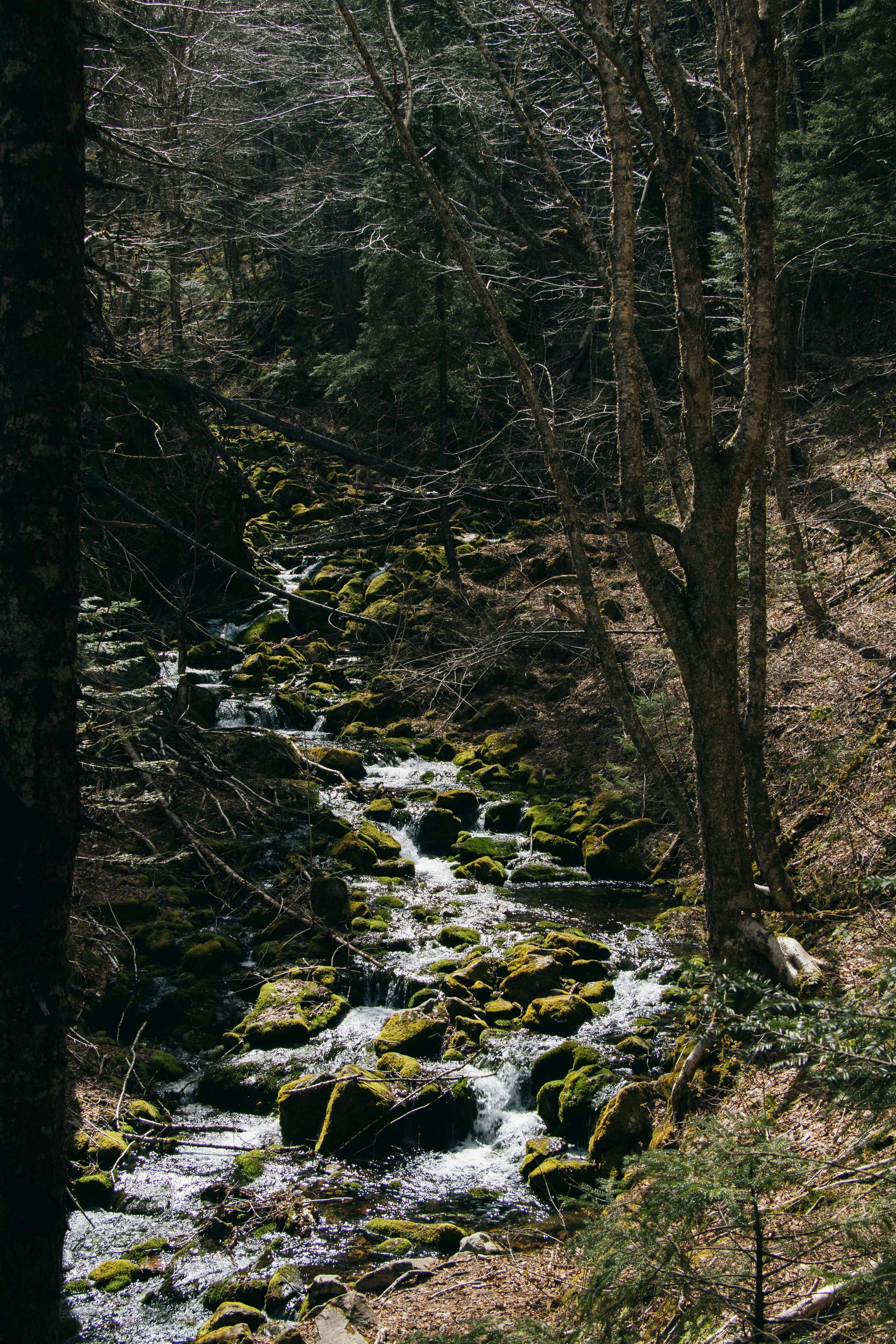 Mossy Cascade Through the Timber Corridor