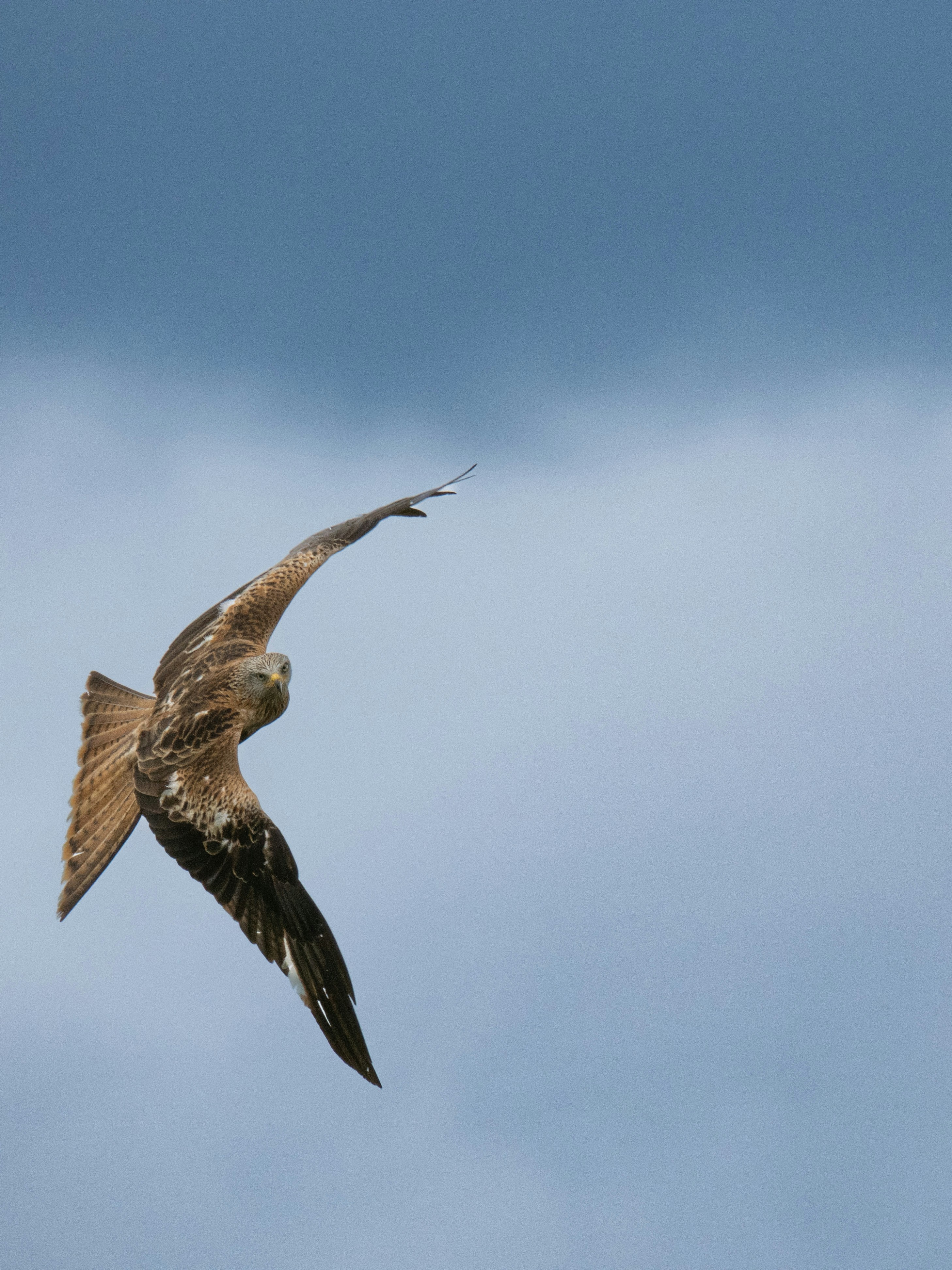 Wingbeat Silence: A Peregrine in Freefall Across a Bluesky Veil
