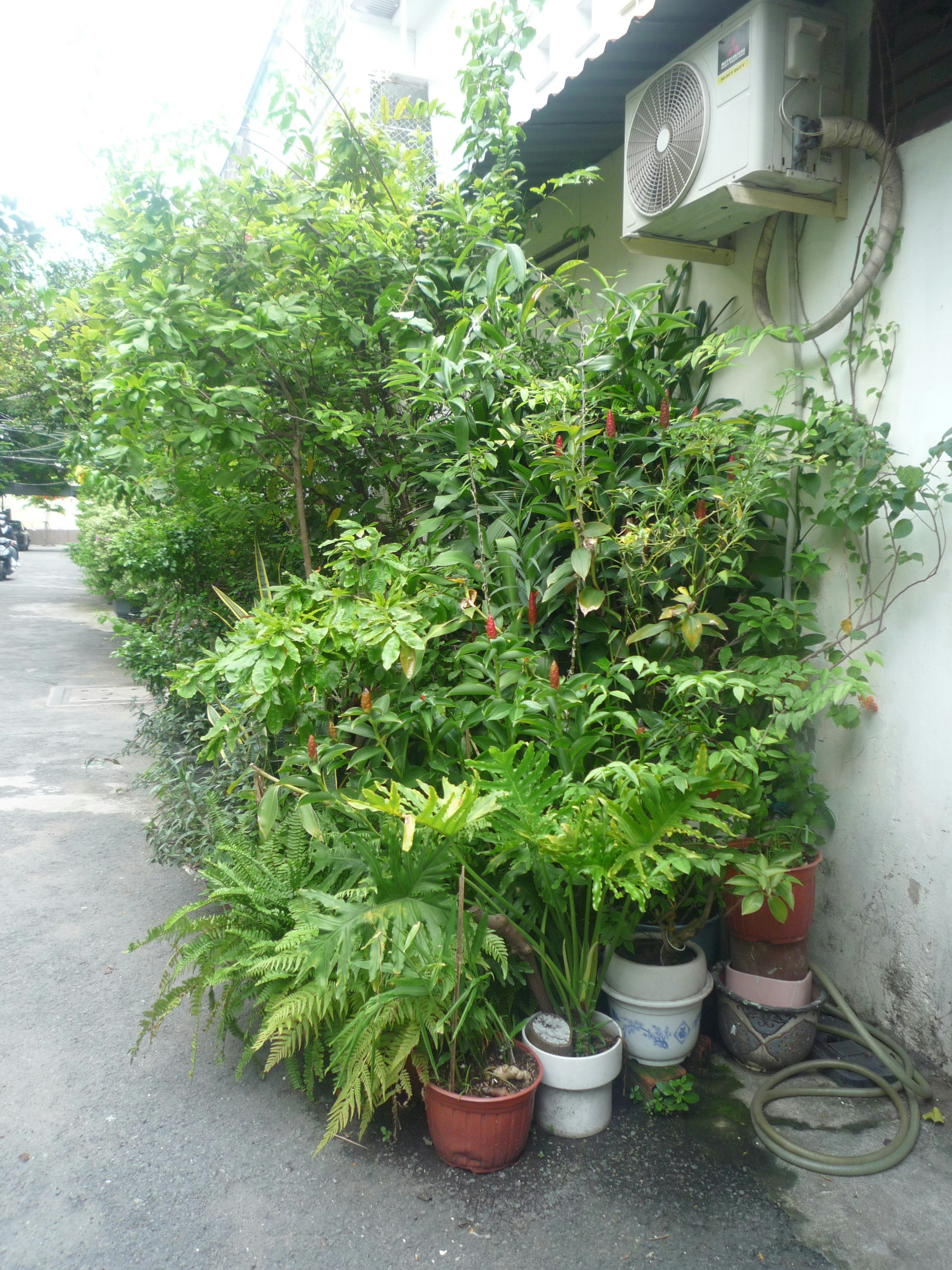 Urban Green Wall Against a Wall-Midelica
