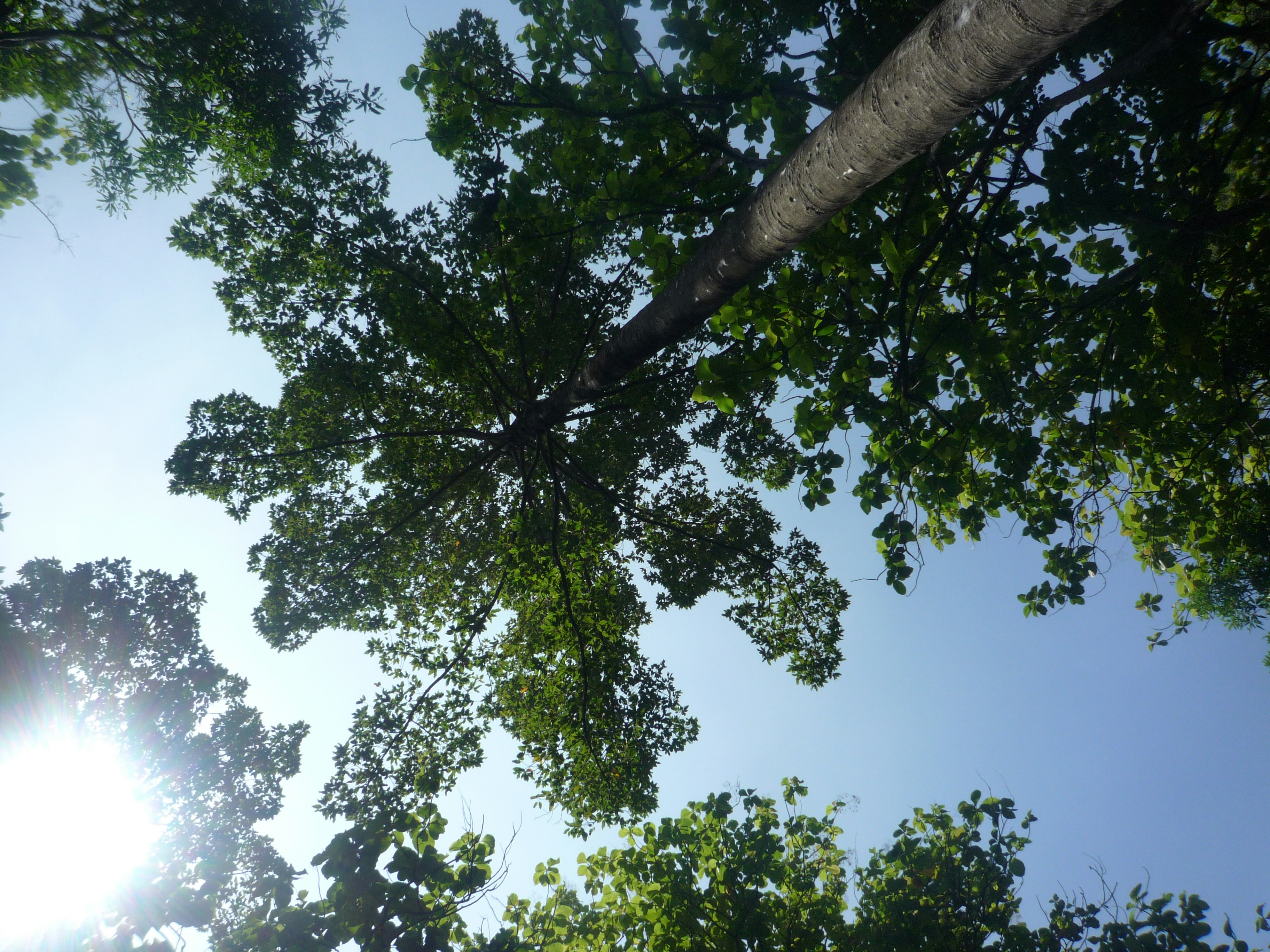 Branches Reaching Toward a Sunlit Sky