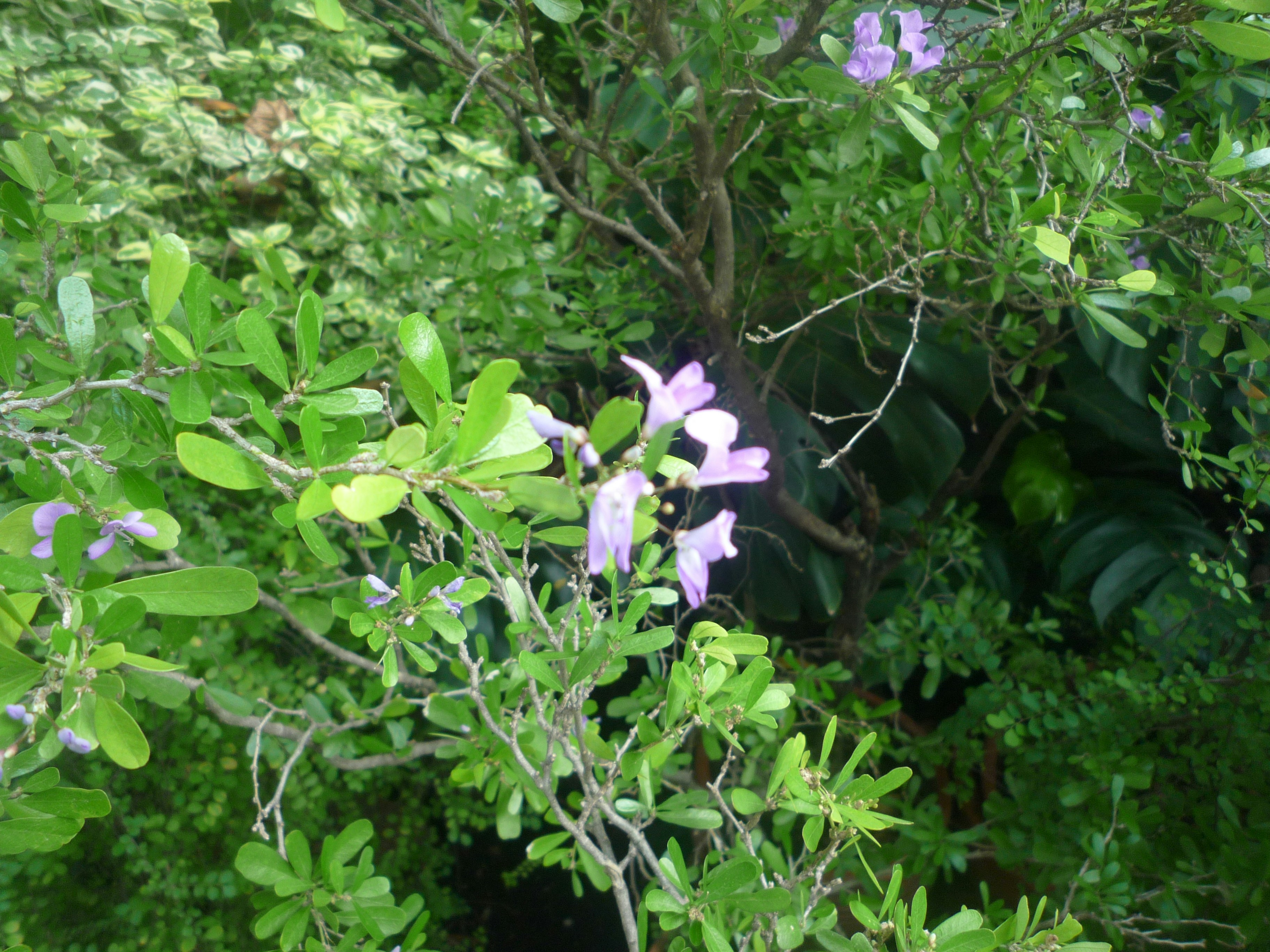 Purple blossoms peek through emerald foliage in a sunlit garden corner