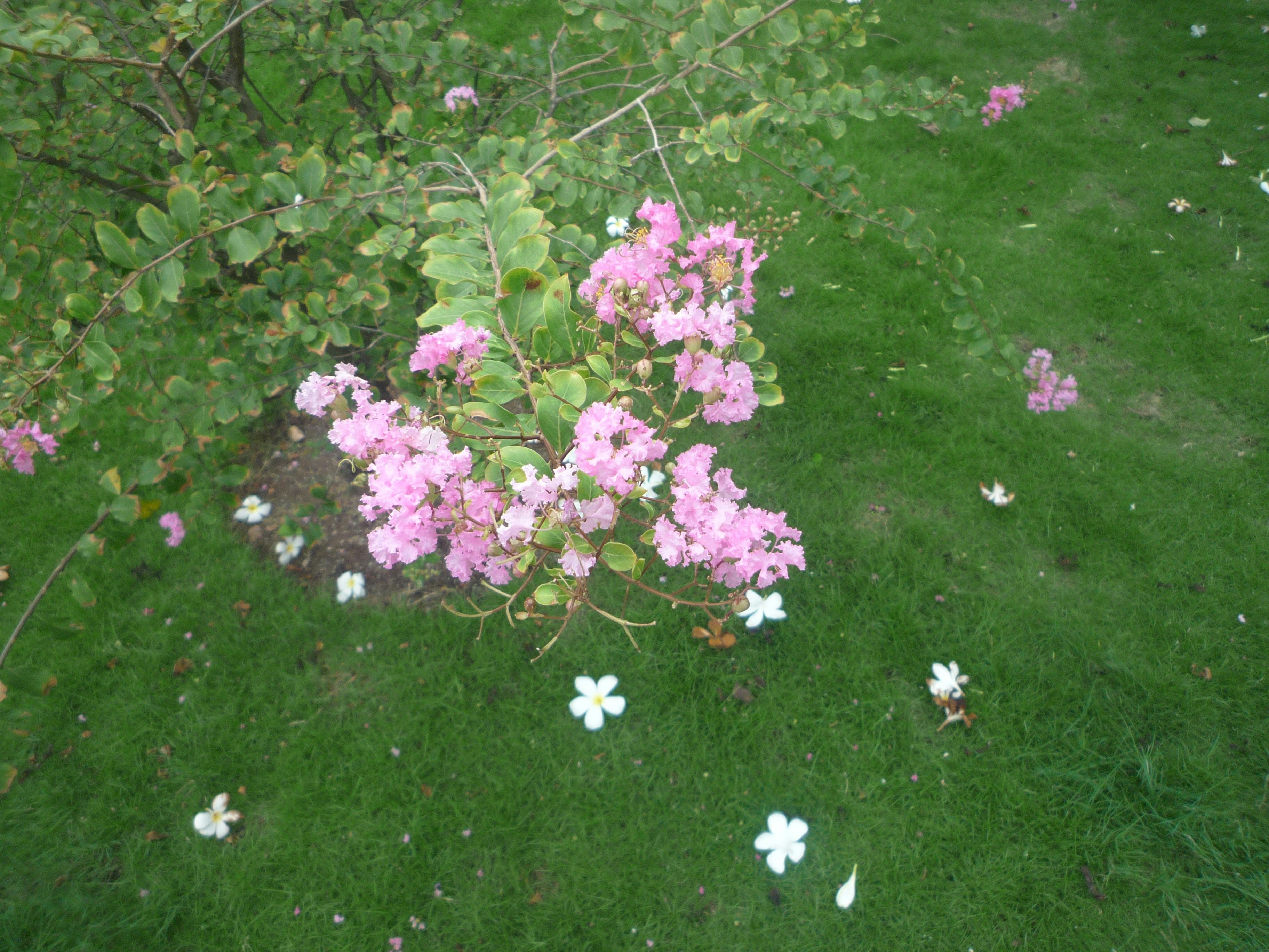 Blossom Crown Over a Quiet Lawn