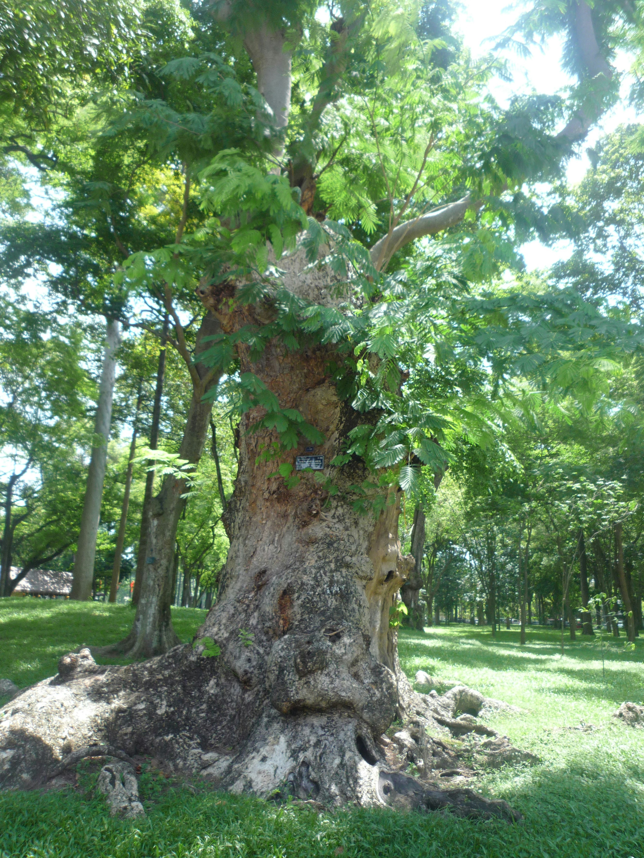 A large, old tree with green leaves in a park.