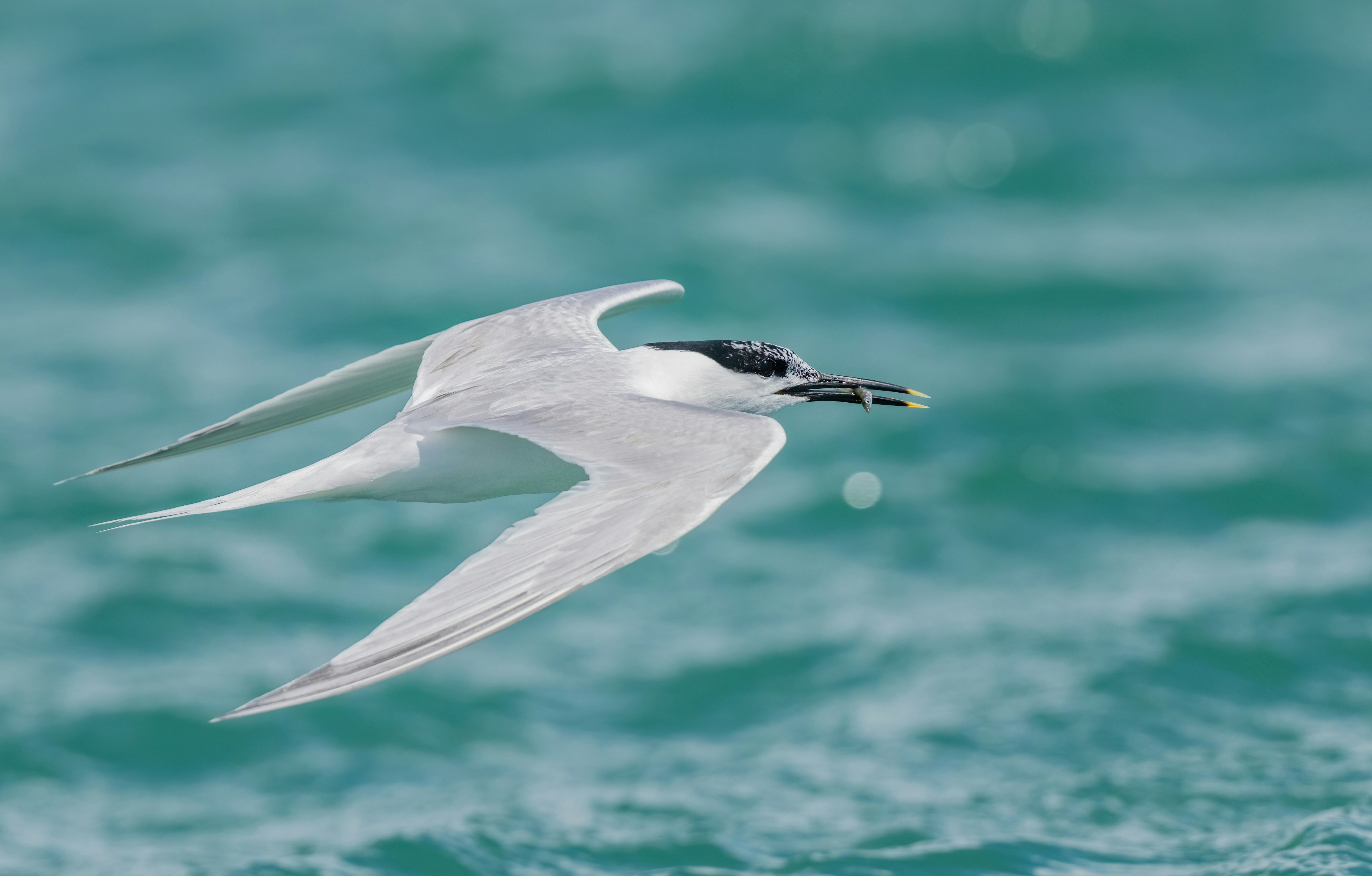 A white tern flying over blue water with a fish.