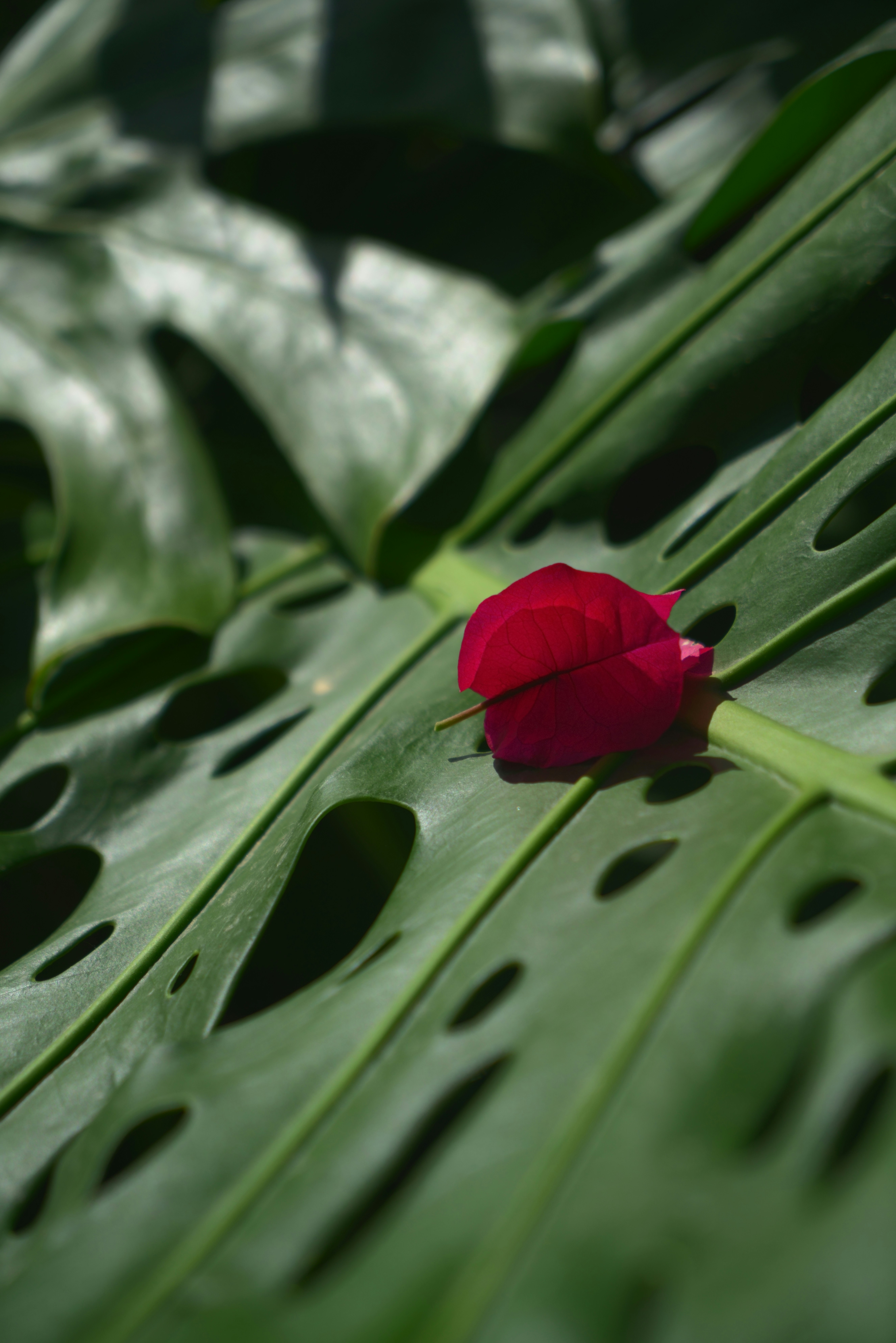 Crimson Petal on a Monstera Veil
