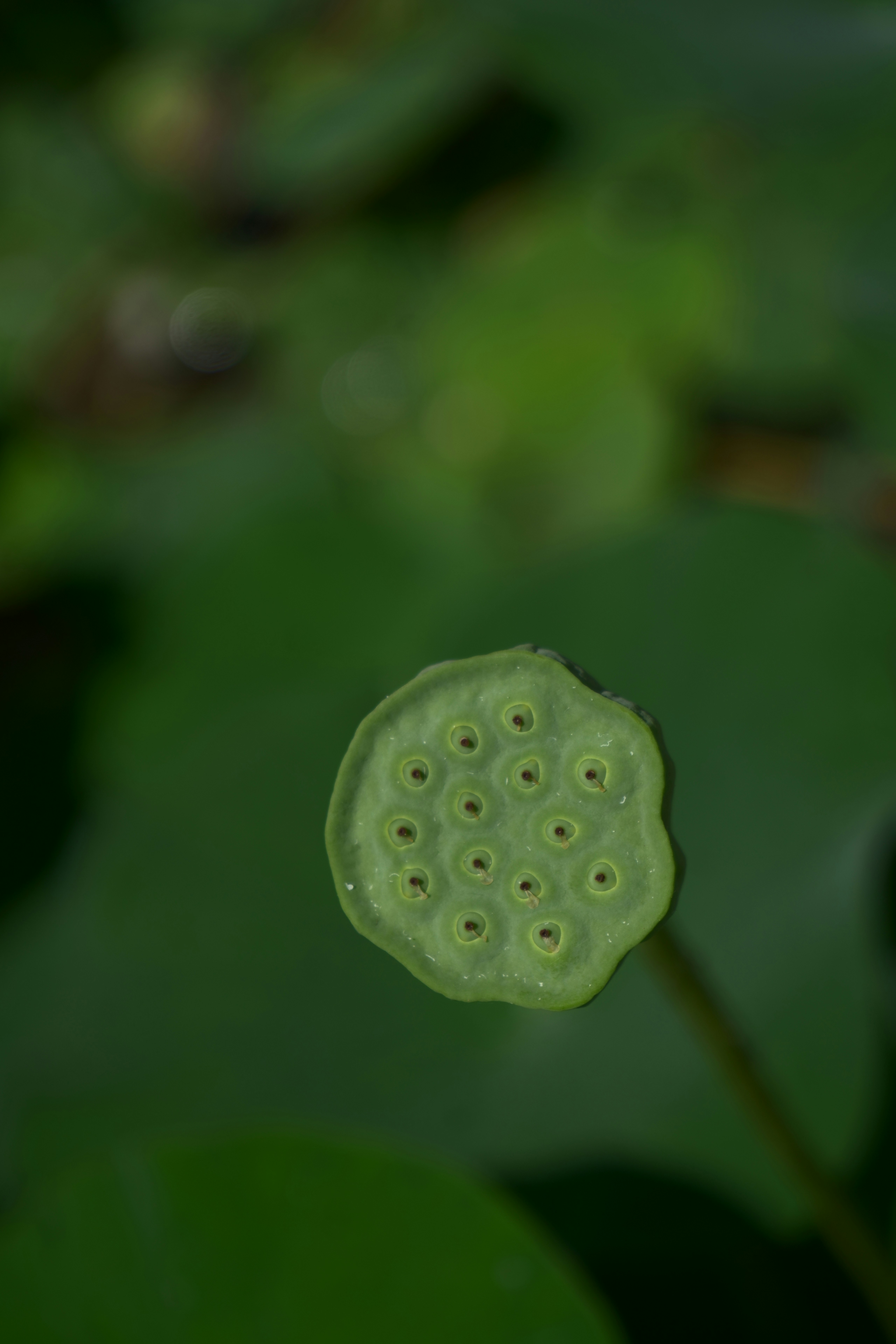 Close-up of a Lotus Seed Pod: Green Rounds in a Soft Green Hue