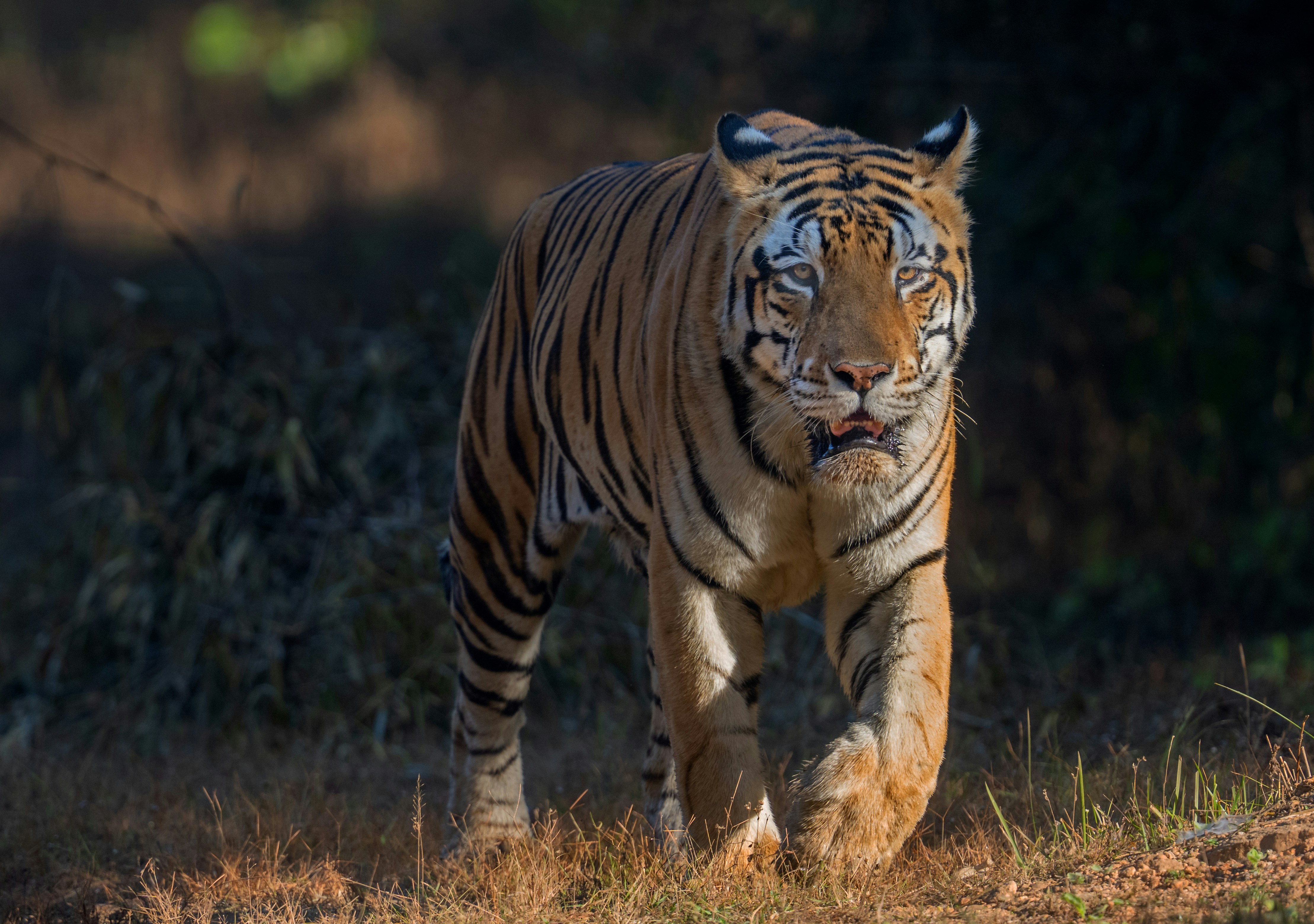 A large tiger walks through dry grass in a forest.