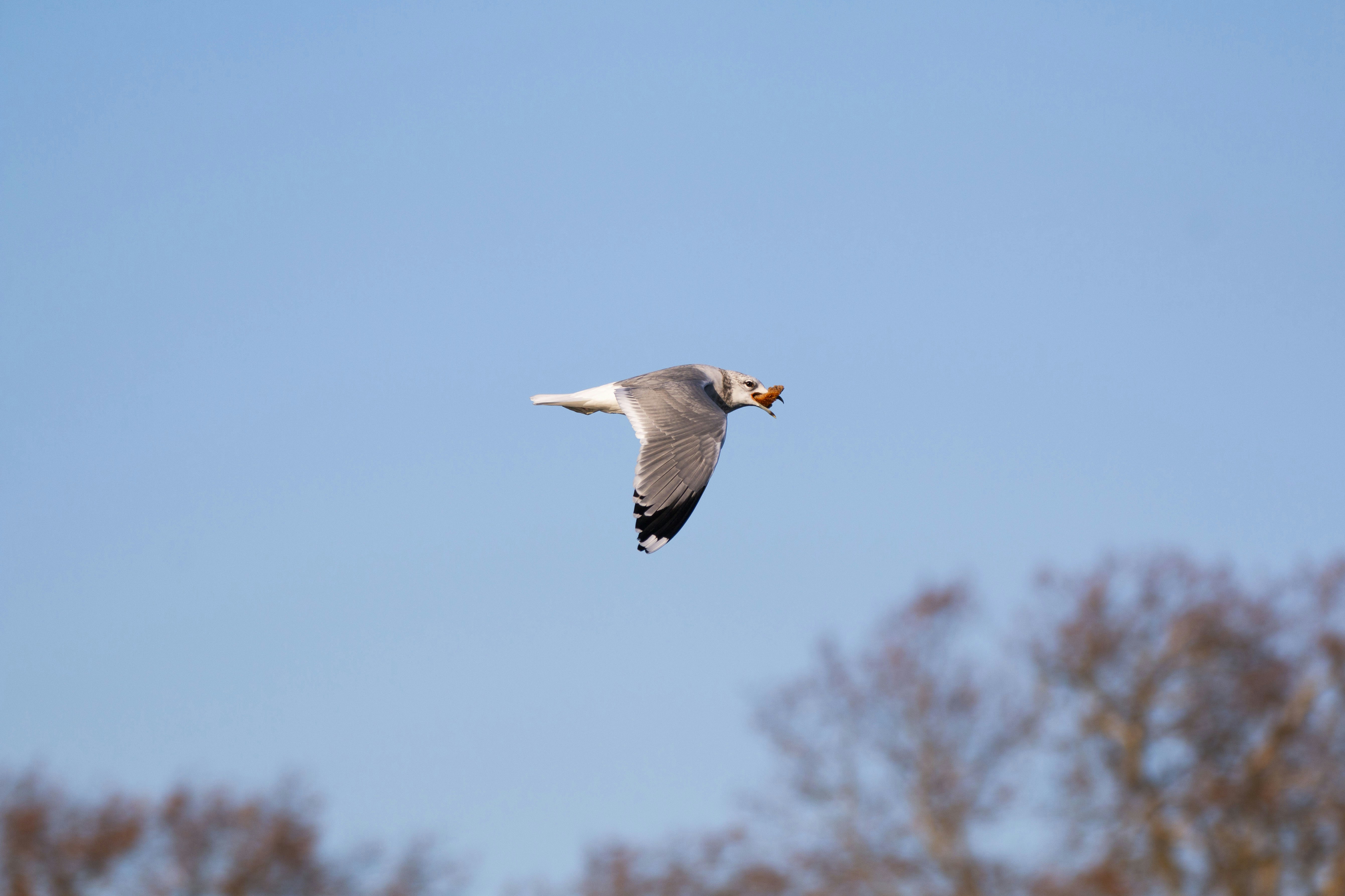 Mid-Air Heron in a Clear Blue Skies Arc