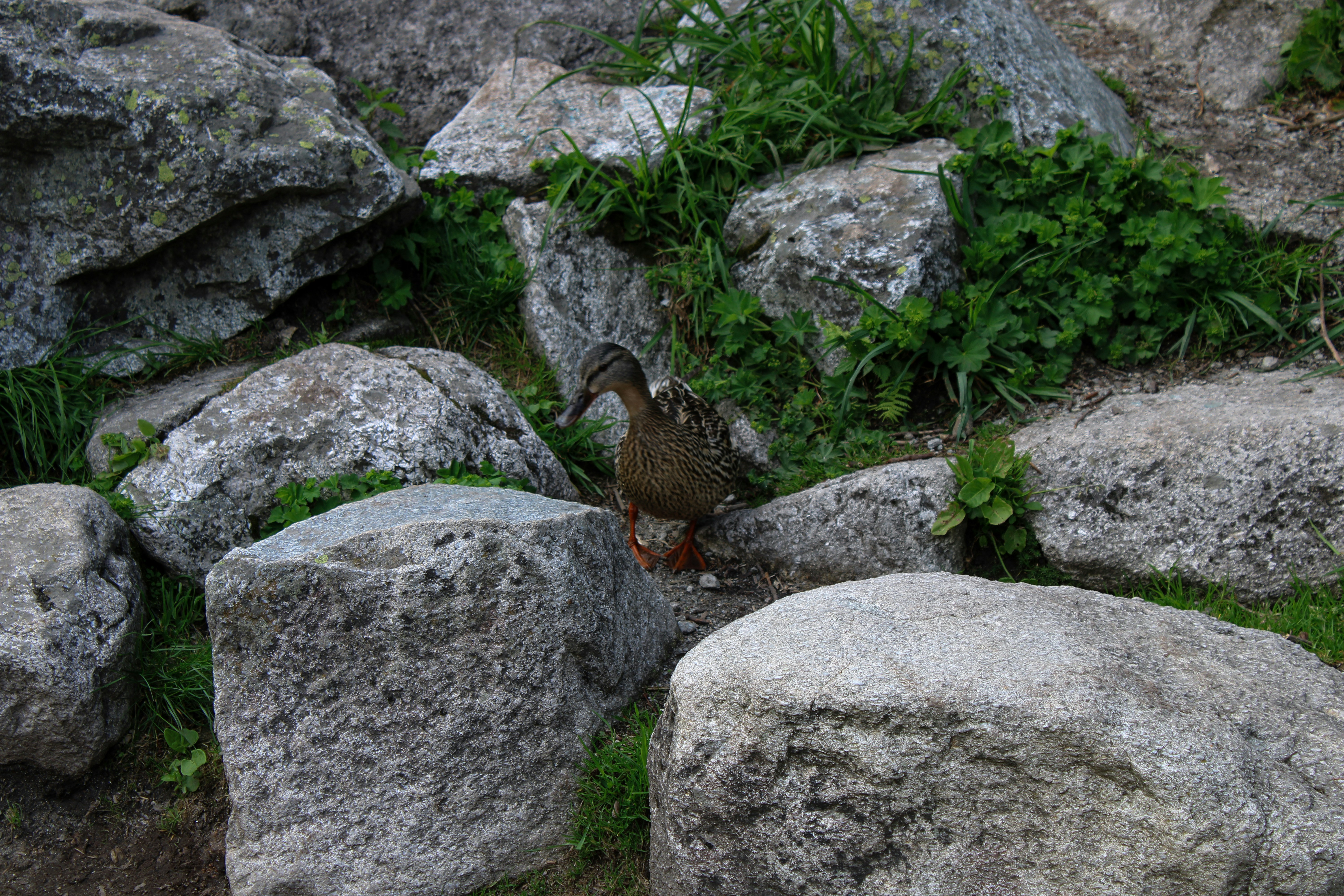 Moonlit Duck Among Granite: a Small Moment of Quiet in the Rocks