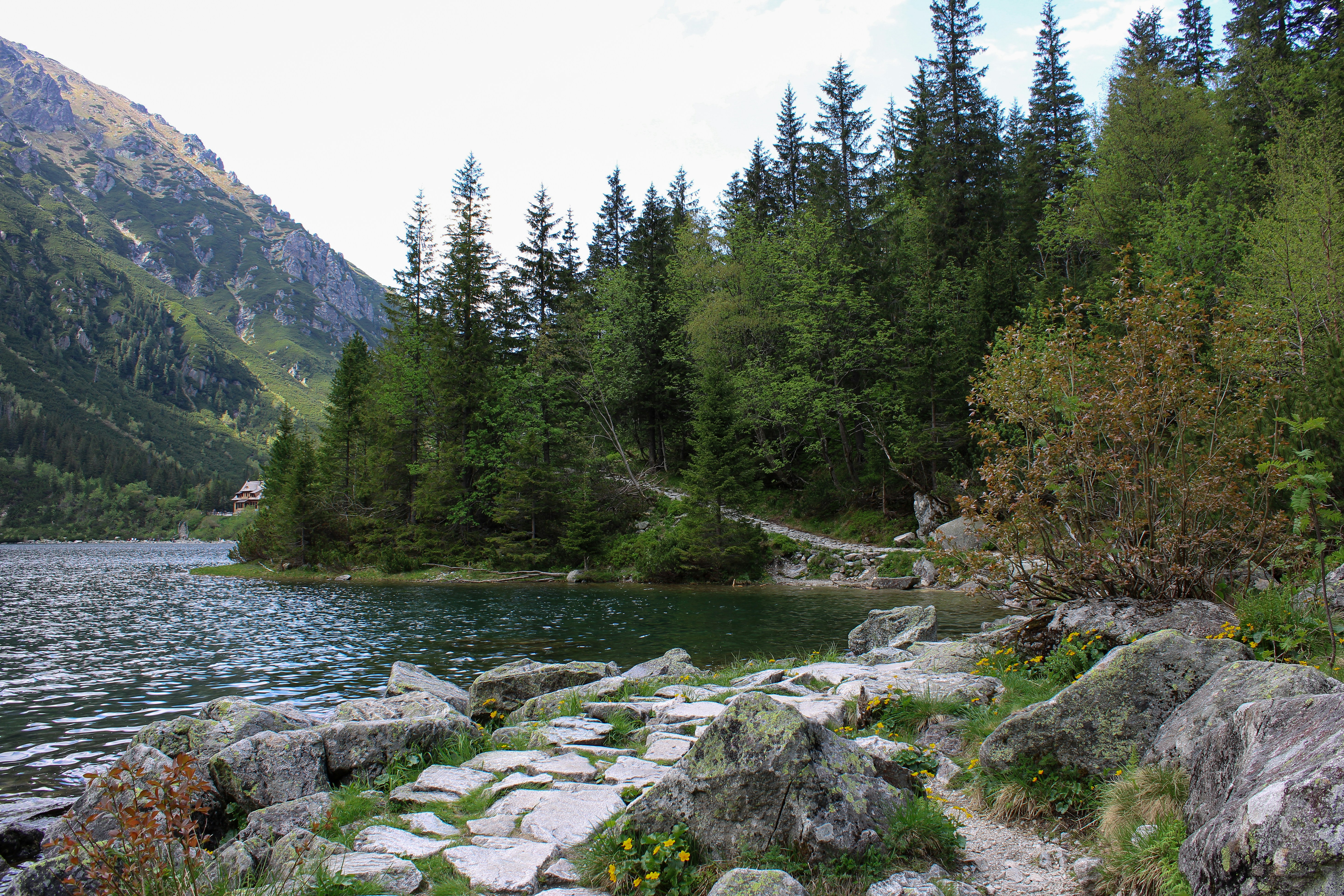 Quiet Alpine Lake Trail Surrounded by Pines